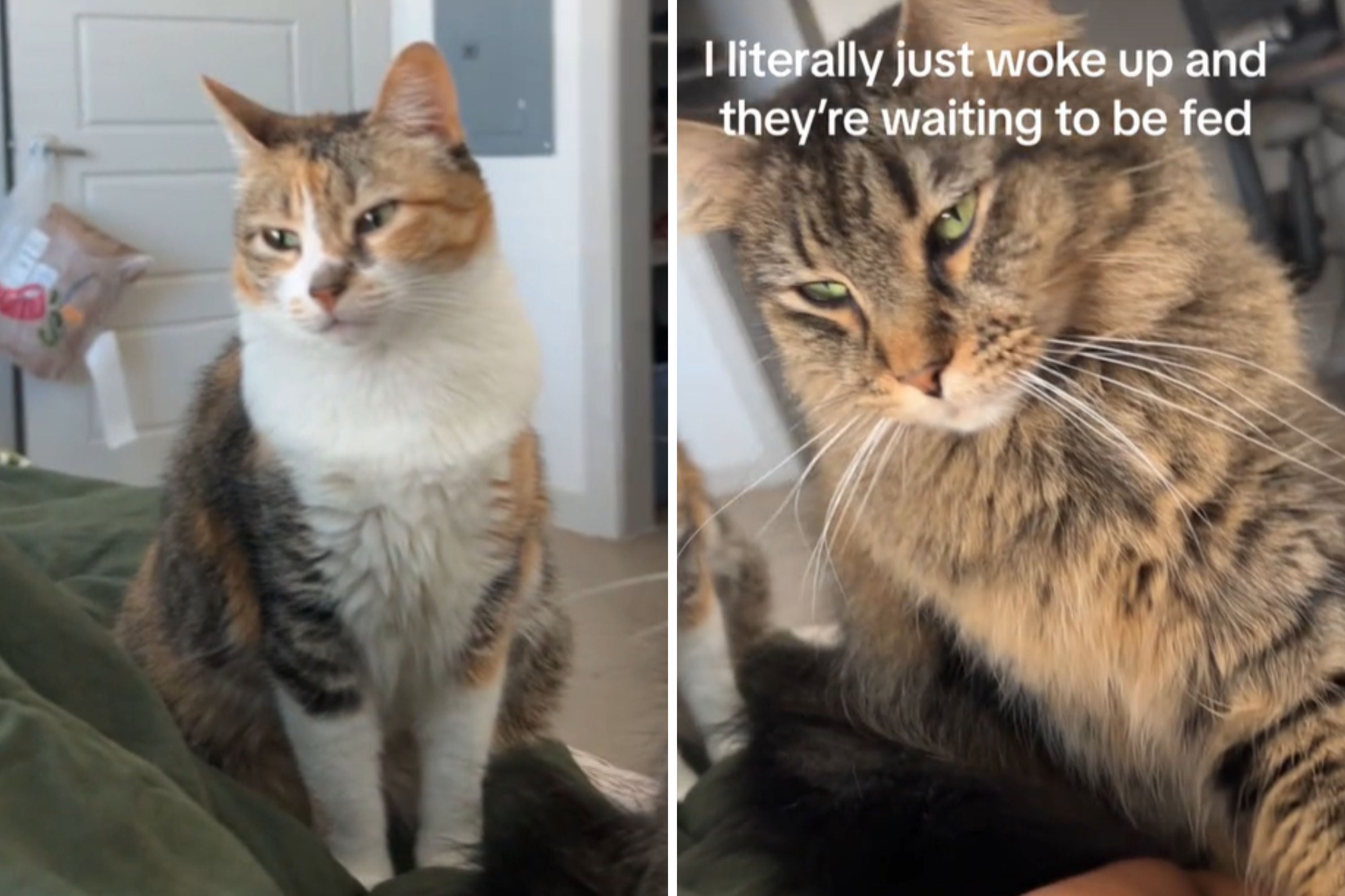 Woman Wakes Up to 4 Cat Eyes Staring at Her: 'Just Their Maid' - Newsweek