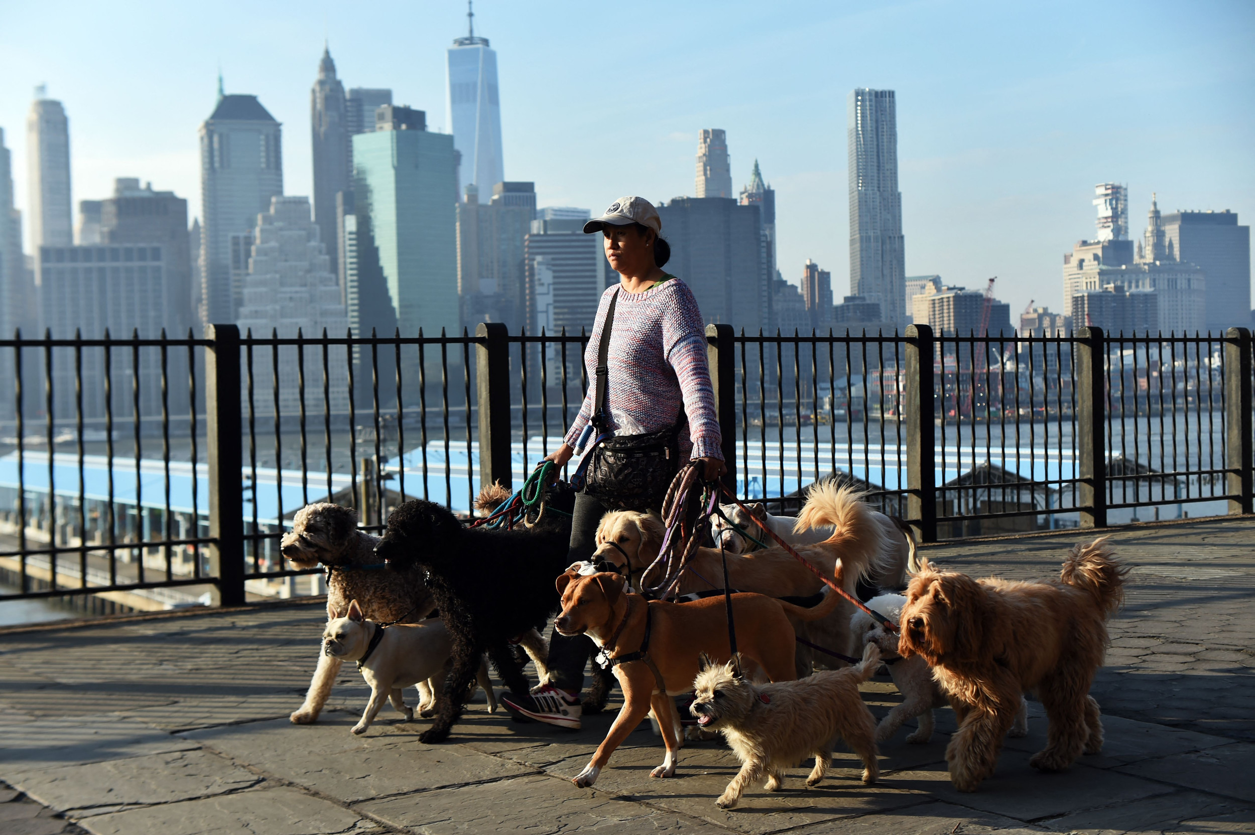 Map Shows the Most Popular Dog Breeds in Each State - Newsweek