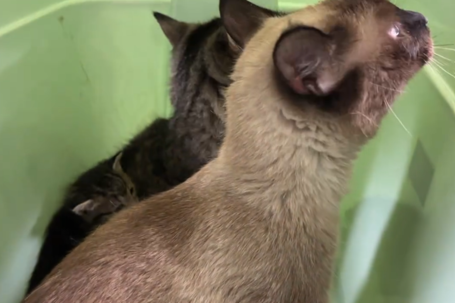 Fury as 18 Kittens Dumped in Two Tubs on Lawn by Woman Who Then Fled ...