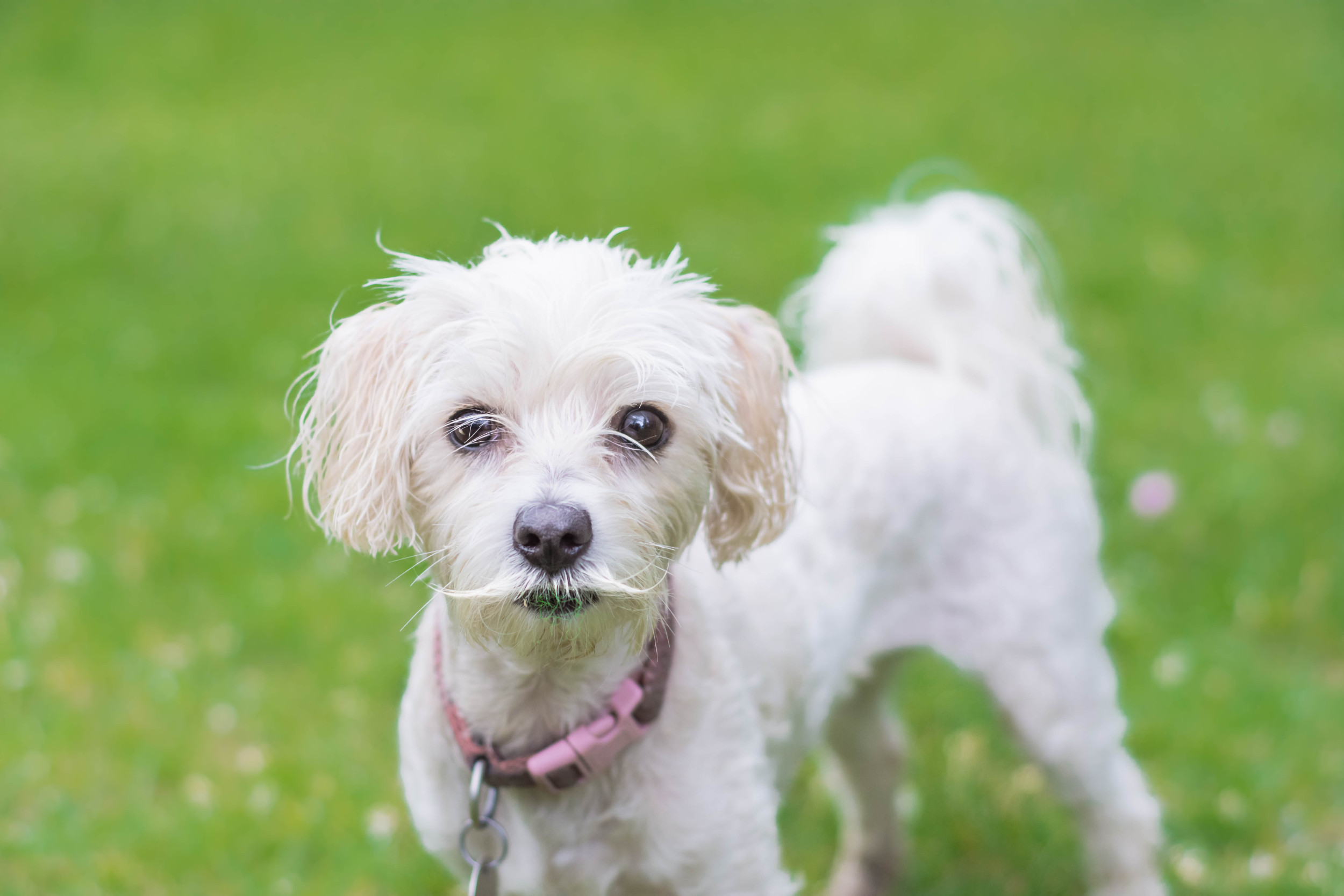 Hysterics Over Mustache Dog Looking Like a 'Liberal Arts School ...