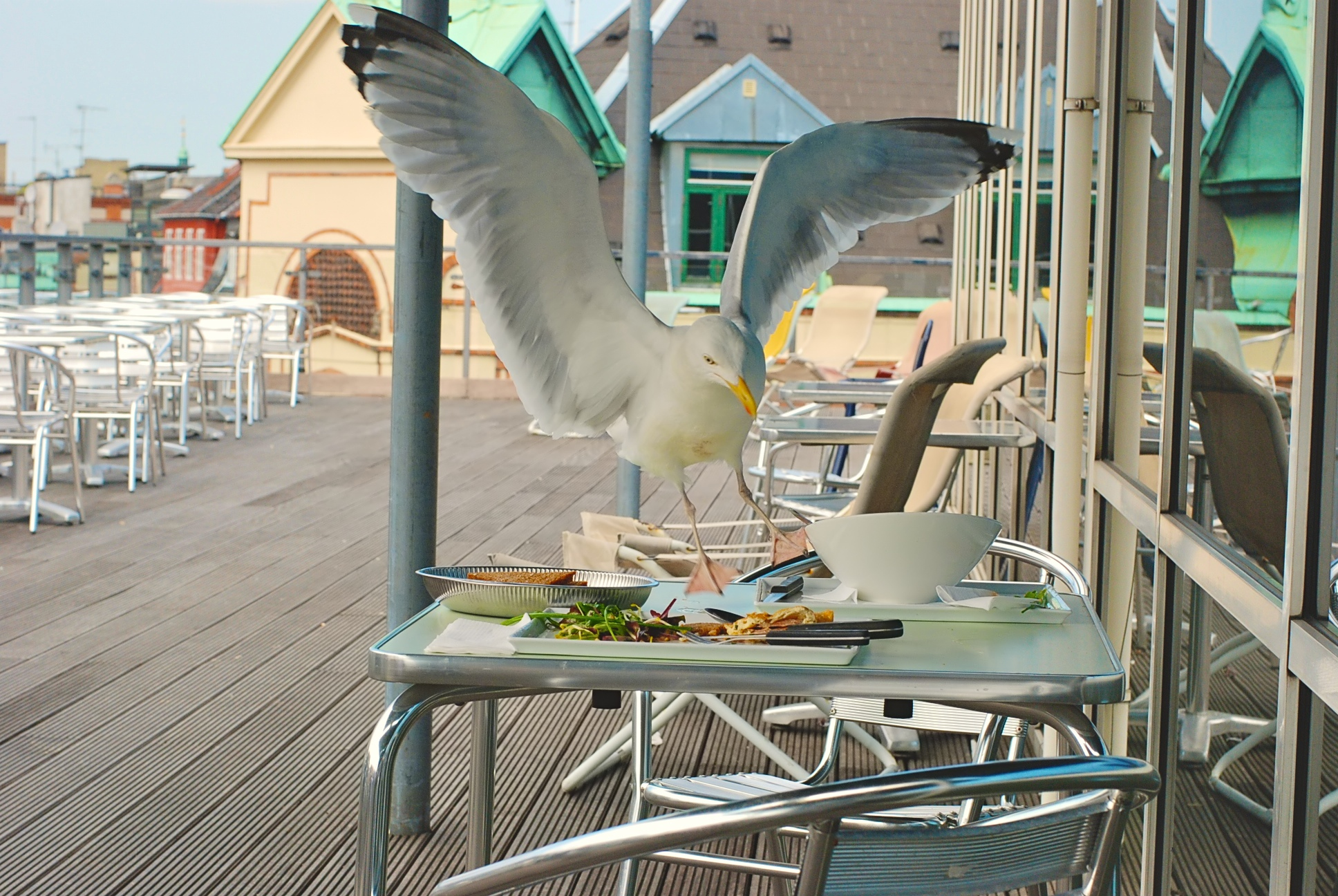 Woman Tries to Enjoy Peaceful Meal by the Ocean, Seagull Has Other ...