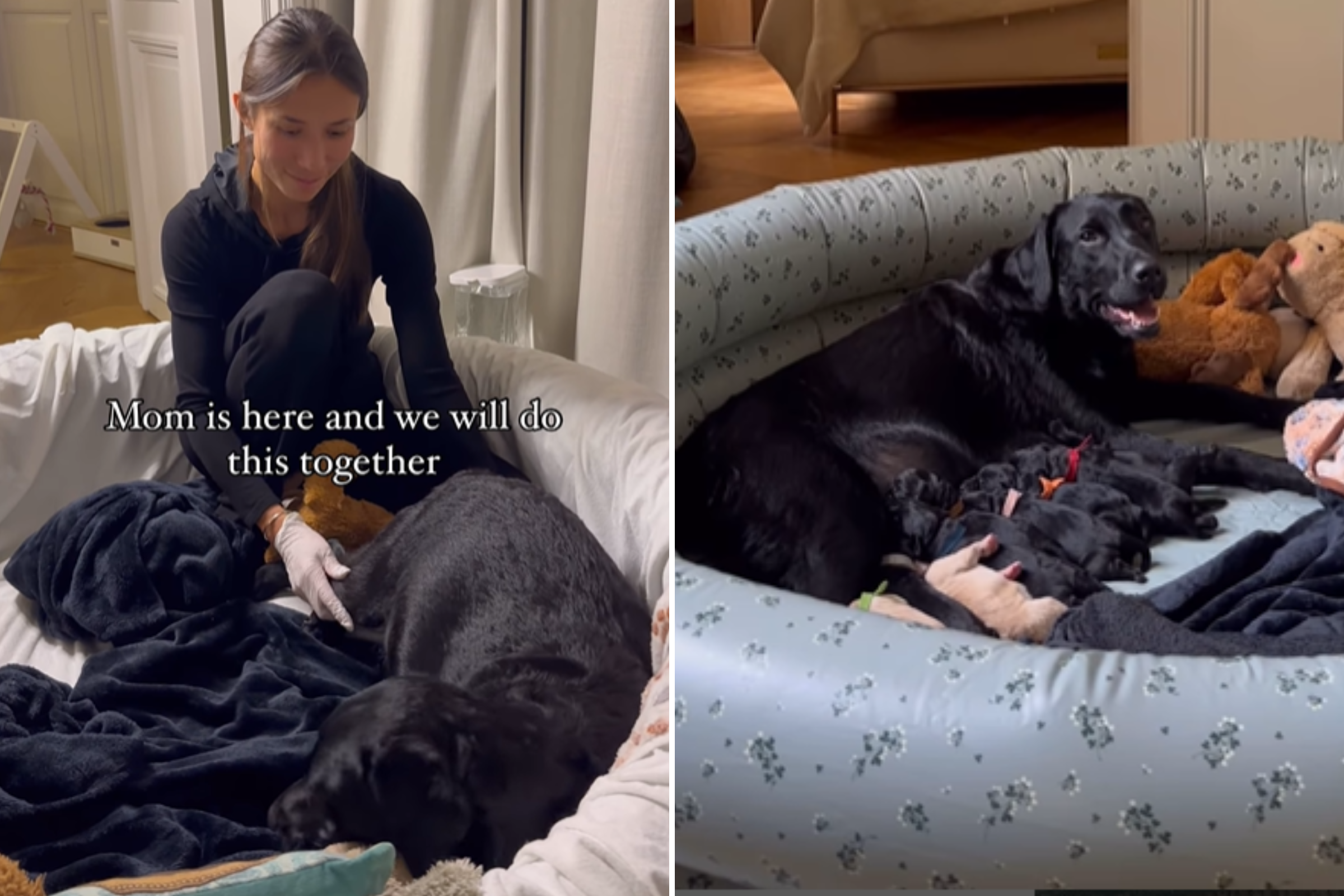 Watch As Labrador Mom Delivers 9 Puppies With Owner's Help: 'Beautiful ...