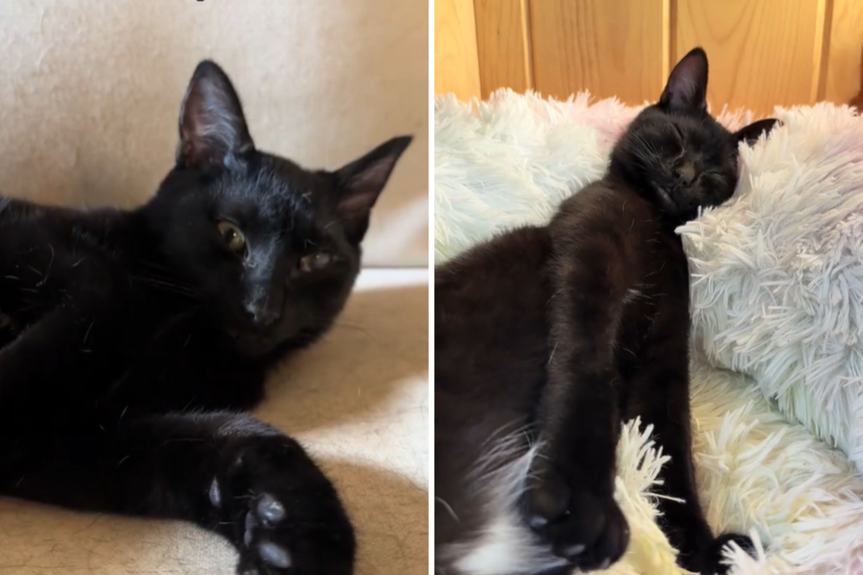 Listen to the Sound Deaf Cat Makes Every Time He Wakes Up: 'Cutest ...