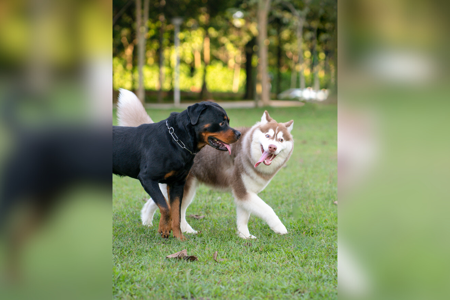 Blind Dog's 'Pure Happiness' As Husky Friend Adapts so They Can Still ...