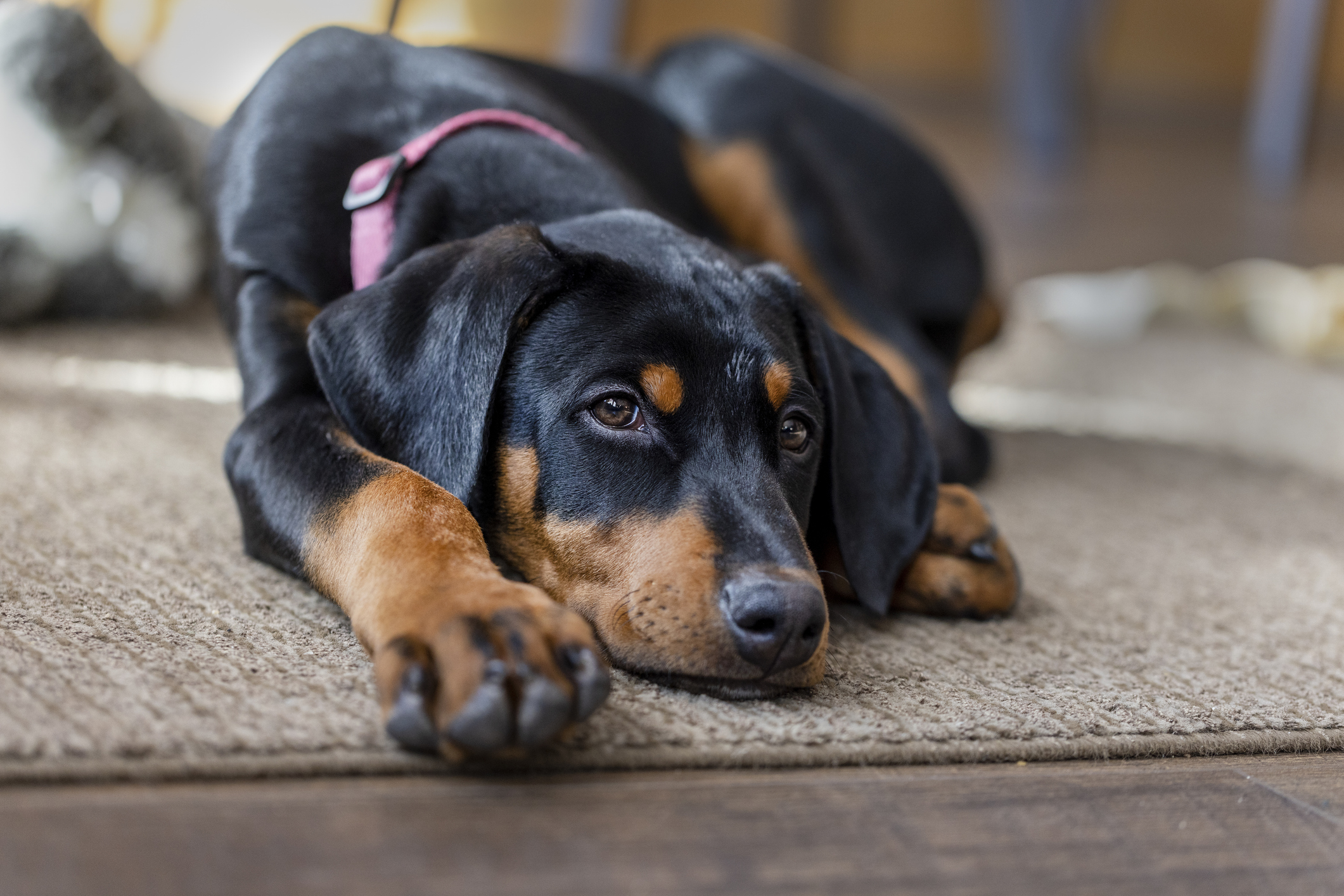 Doberman Shares His 'Scary' Bark, and Viewers Are Obsessed - Newsweek