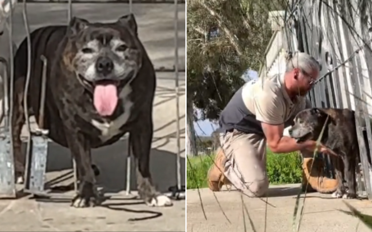 Man Hilariously Rescues 'Chonky' Dog From Gate Who's Bigger Than He ...