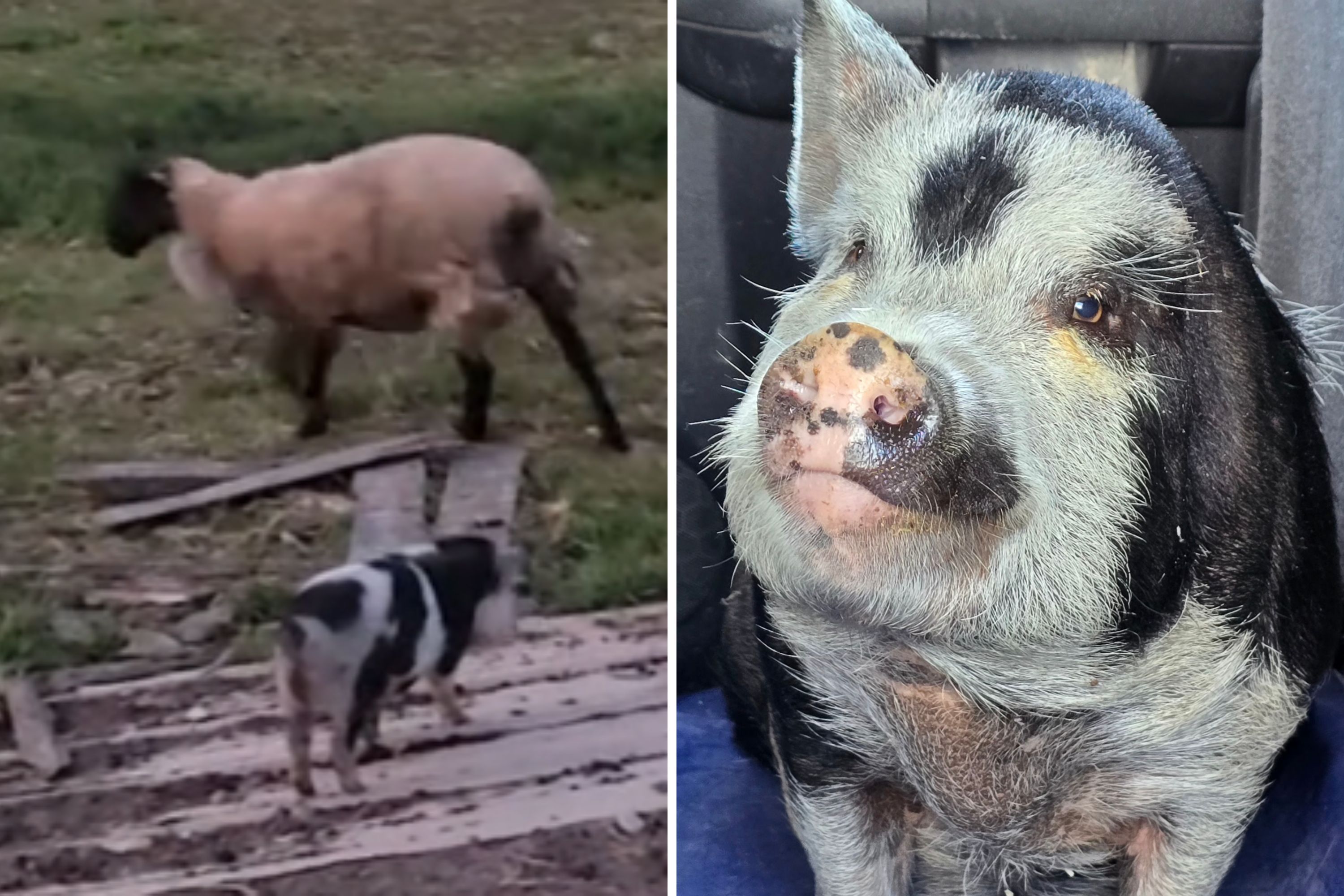 How 'Brave' Pig Herded Sheep to Save Them From Dog Attack—Then Fought ...