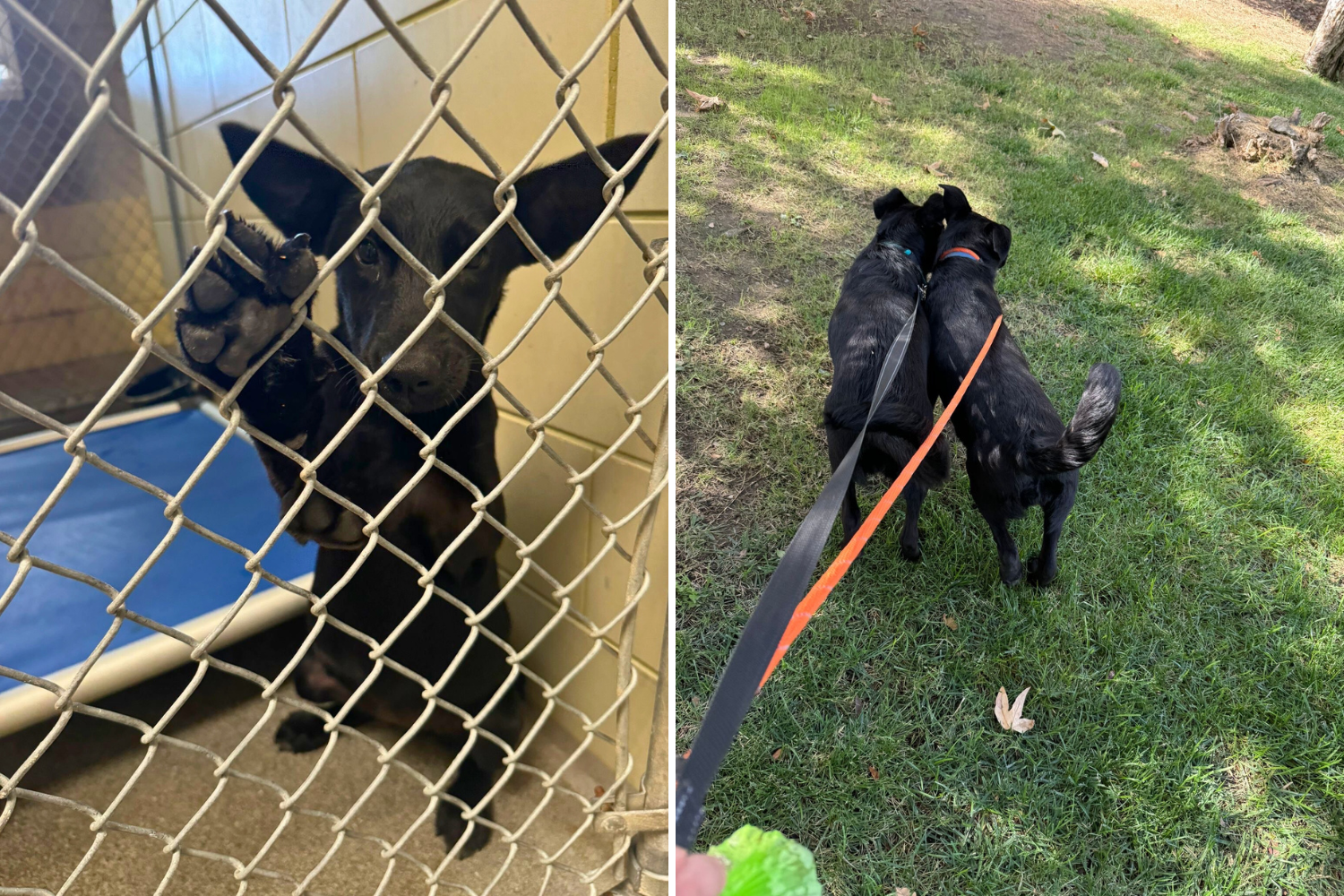 Dogs Returned to Shelter After Just 2 Months Search for Forever Home ...