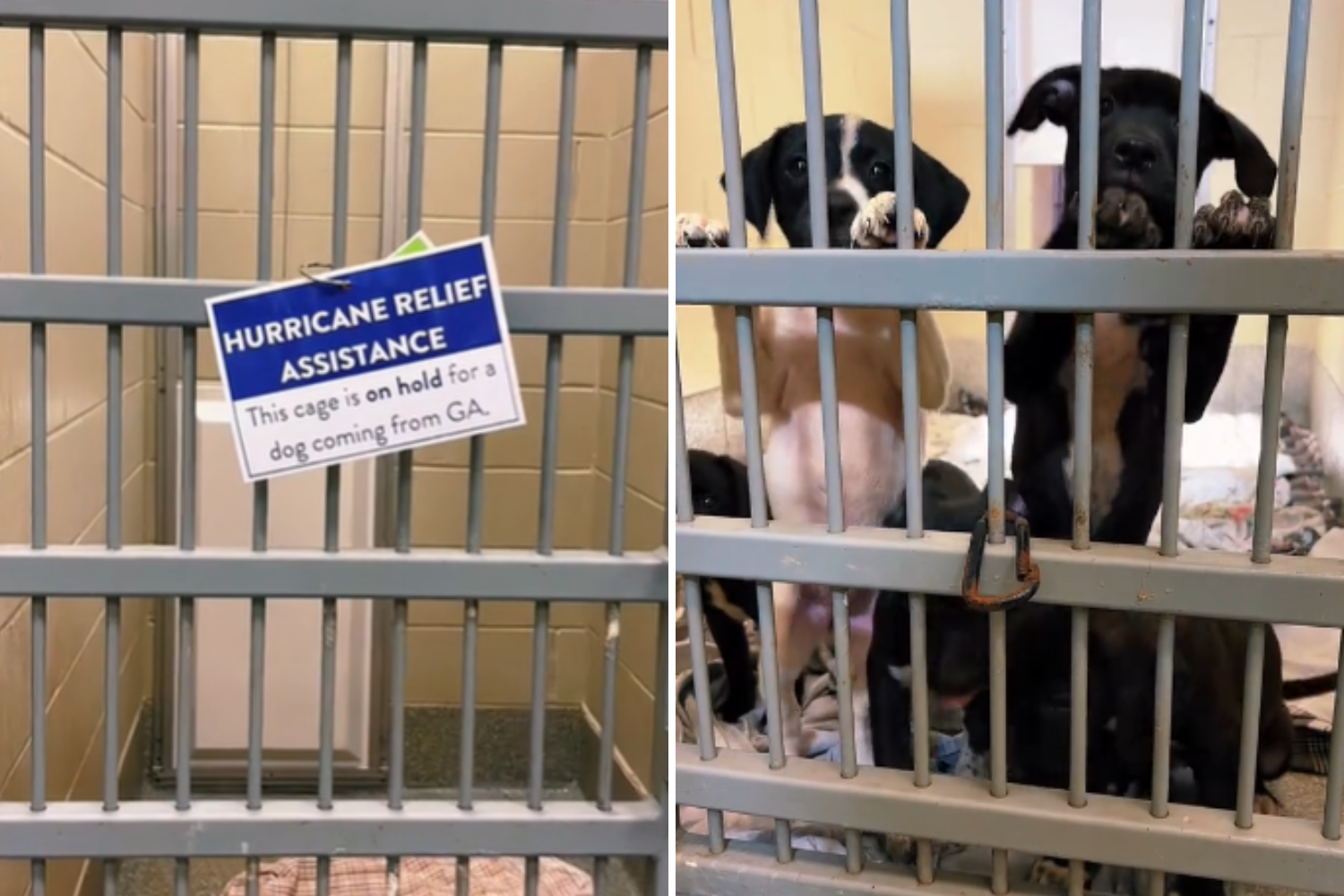 Dogs Searching for Homes After Being Saved From Hurricane Helene Go ...