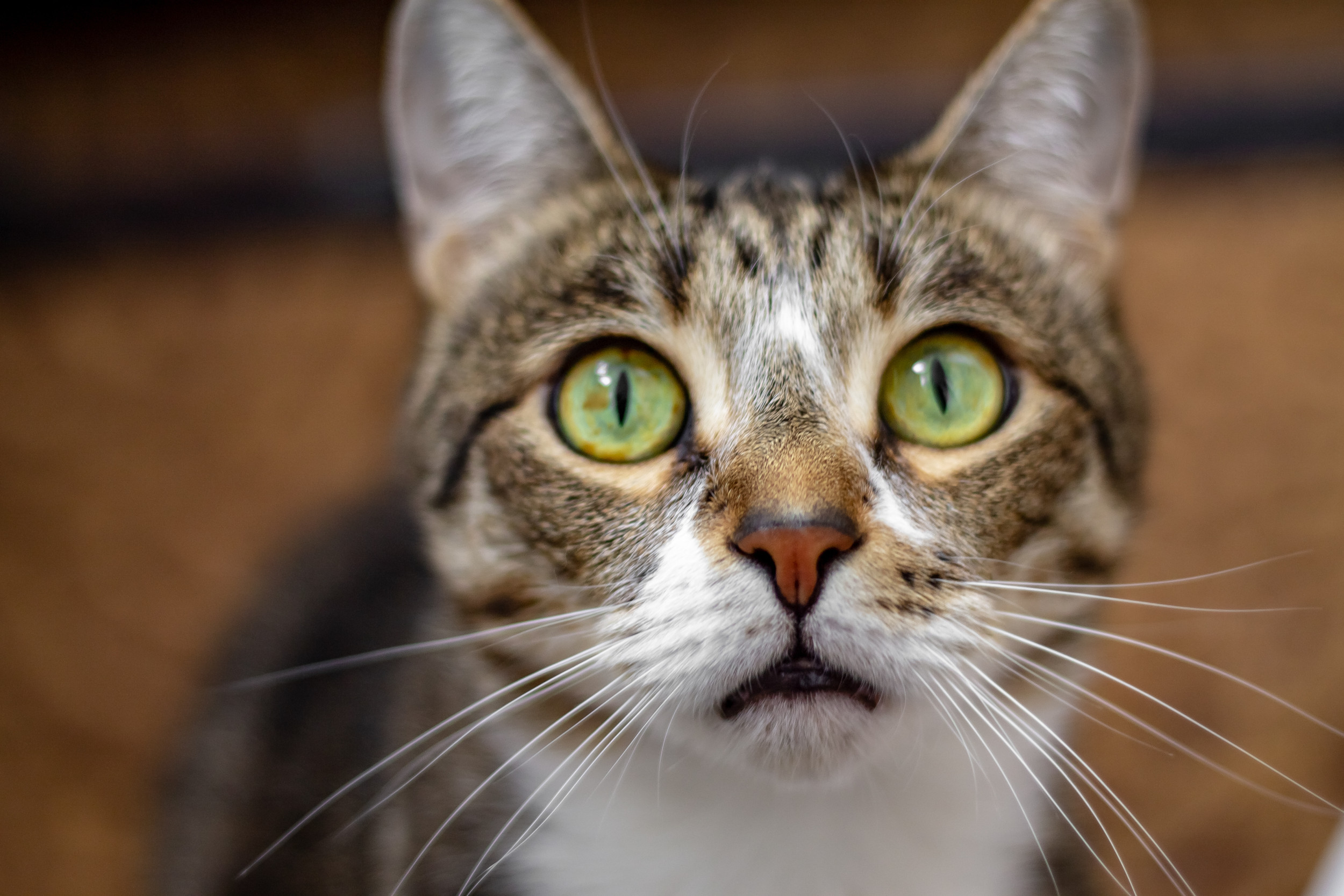 Cat Owner Prepares for Hurricane, but Pet Confused at Where 'Outside ...