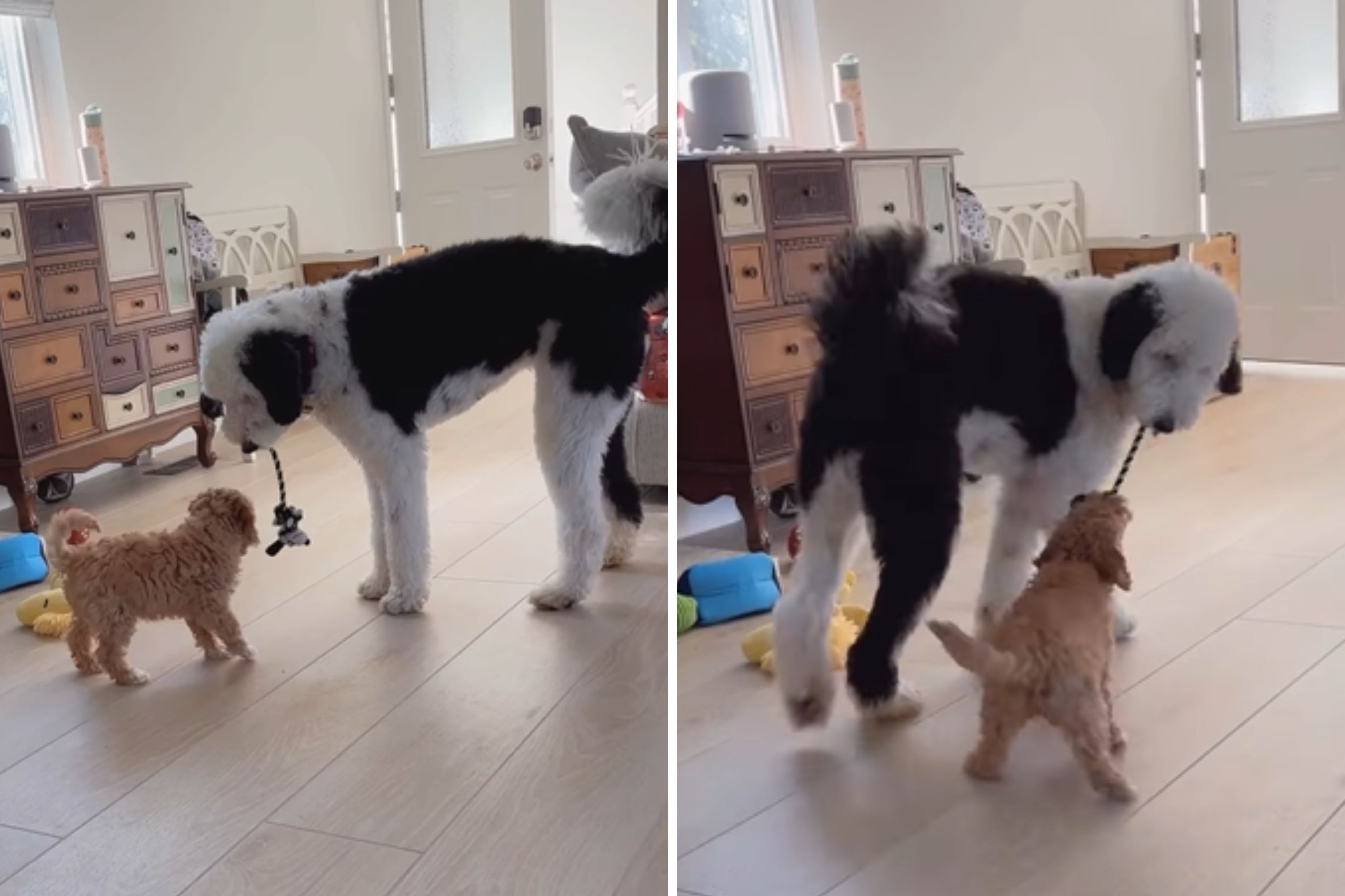 Watch Difference in How Sheepadoodle Plays With Adults v. Puppy—'So ...
