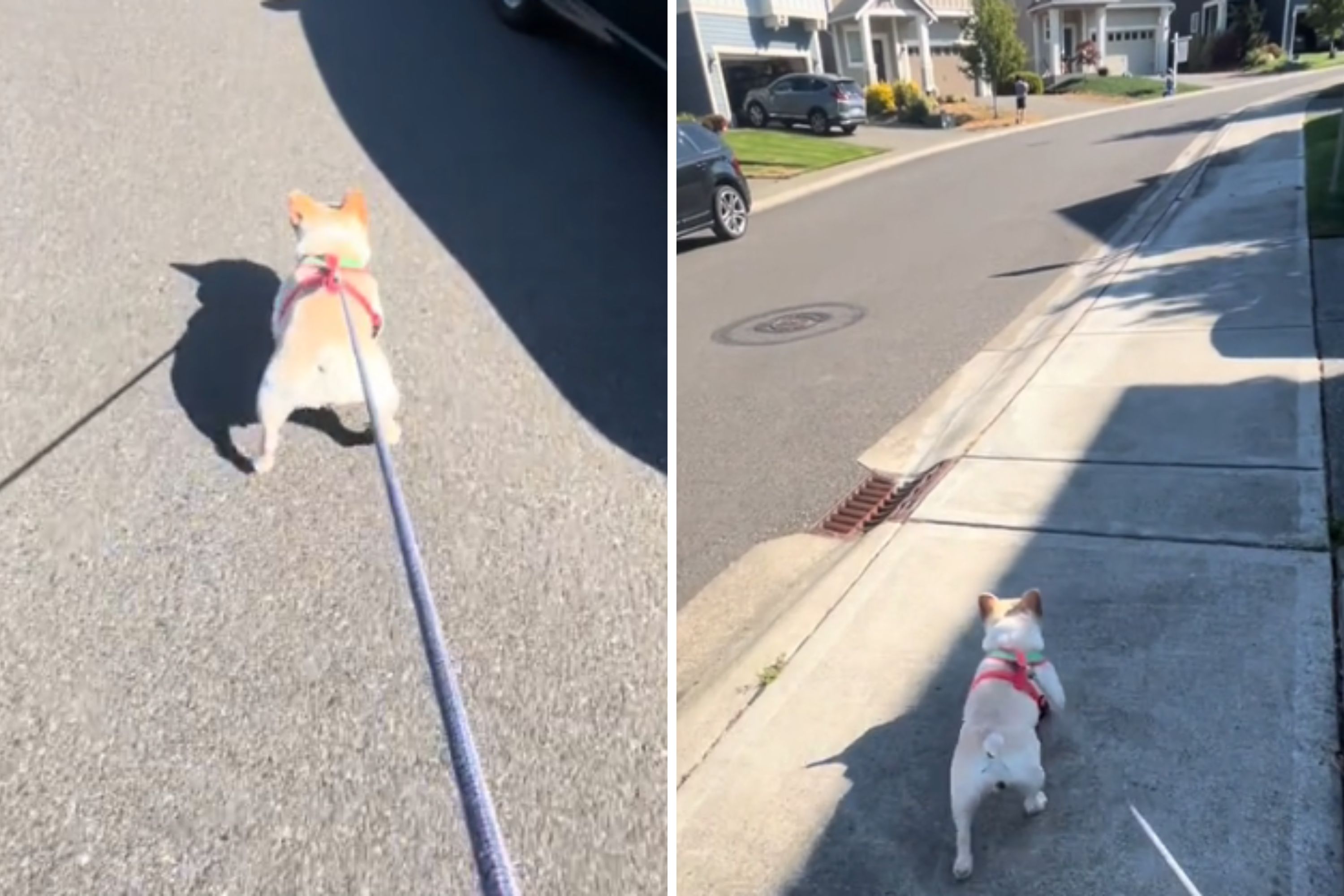 Watch 'Miracle' Moment Disabled Dog Saves Baby's Life on Walk - Newsweek