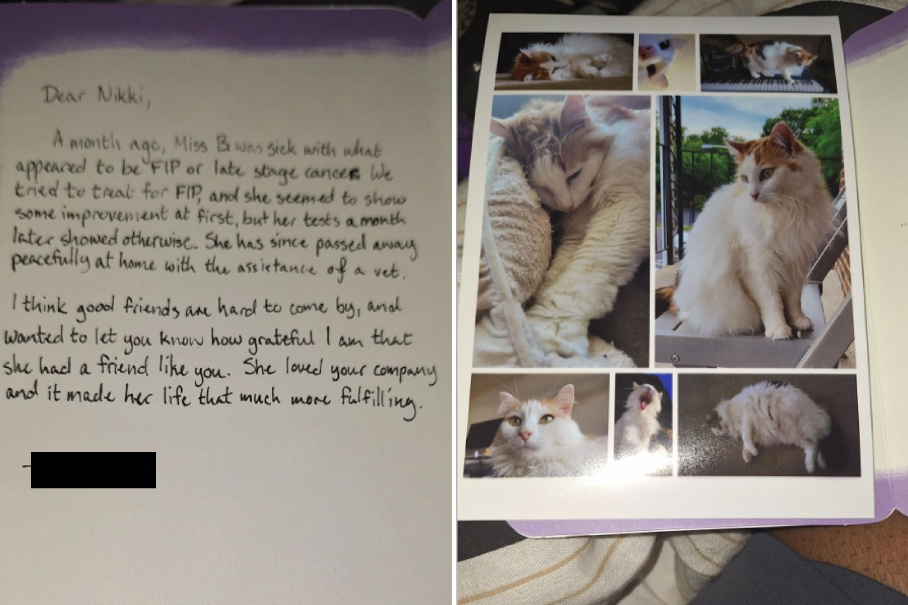 Woman Befriends Local Cat Who Vanishes, Then She Gets a Note: 'Still ...