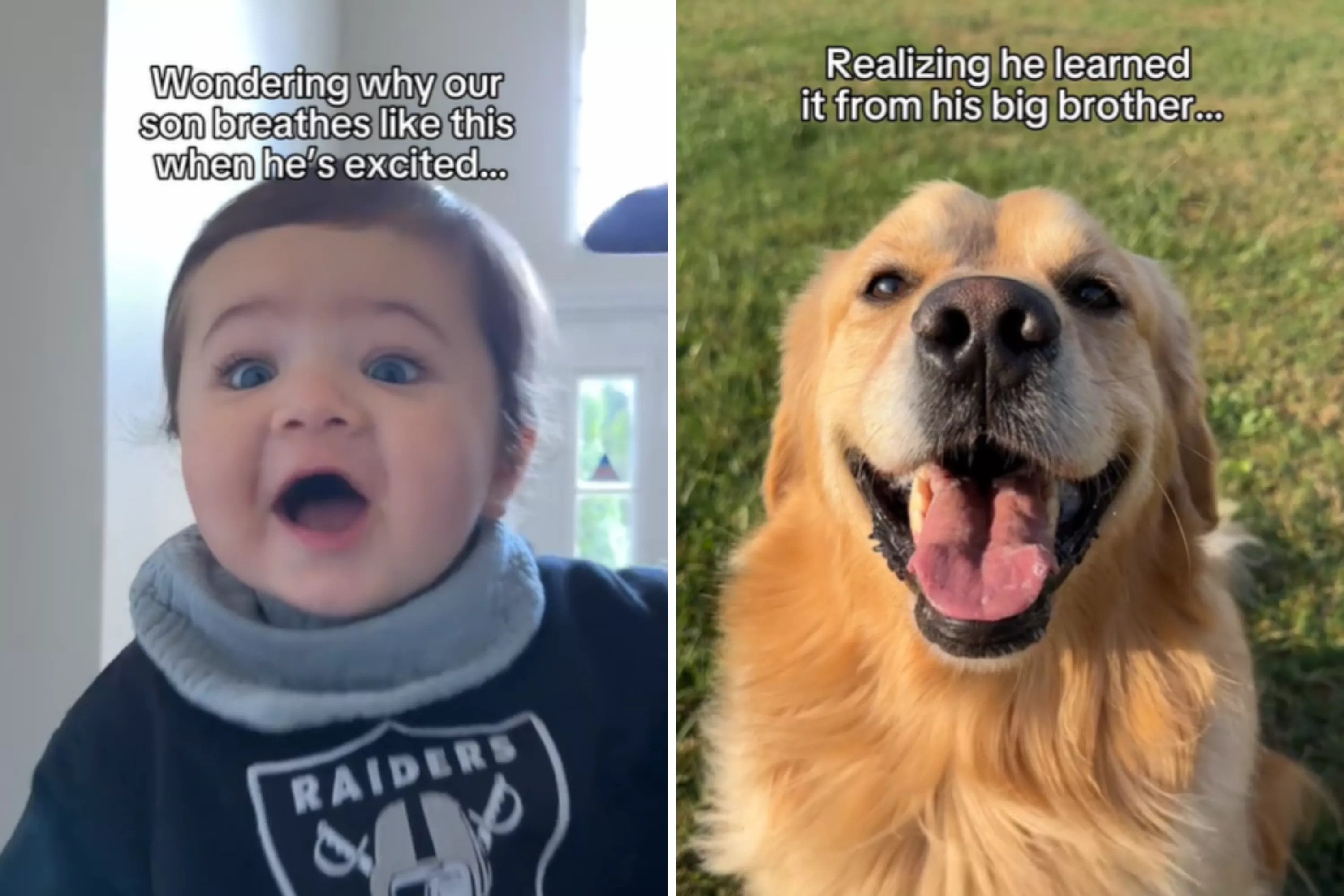 Meme Golden Retriever E Bambino Felimm Feline Leukemia & FIV Remedy