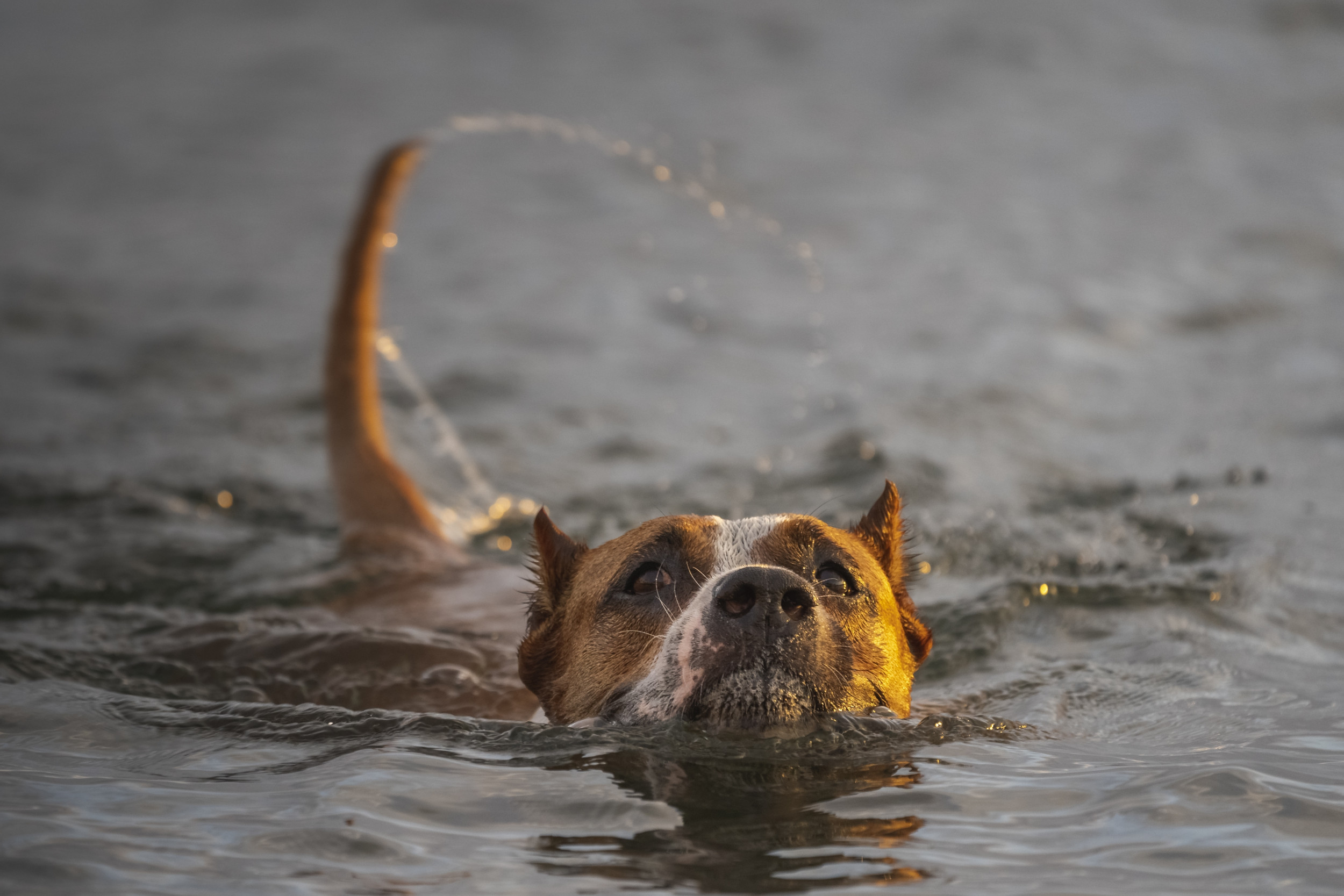 Woman Thought Dog Was Drowning, Can't Believe What Was Actually ...