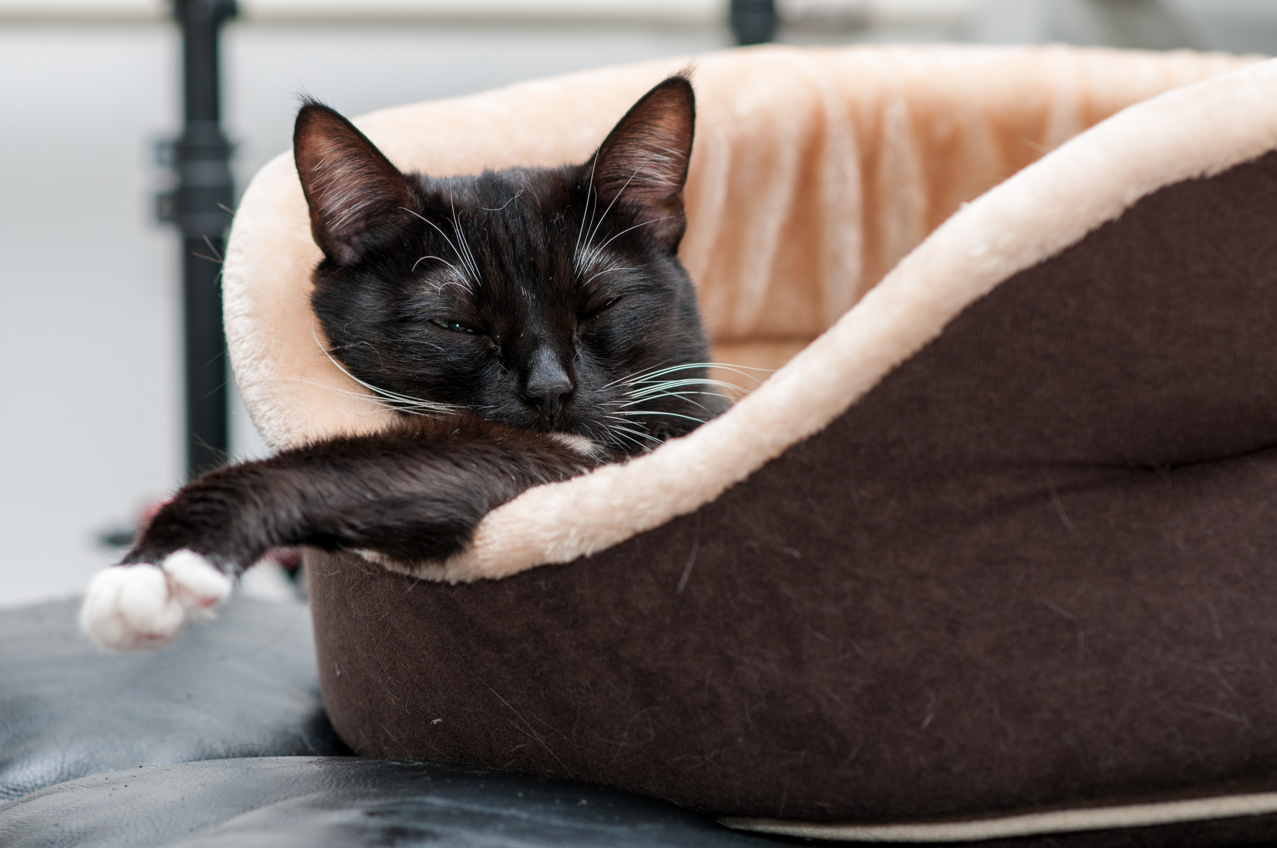 Cat Who Sleeps Like a Vampire Goes Viral: 'Count Catula' - Newsweek