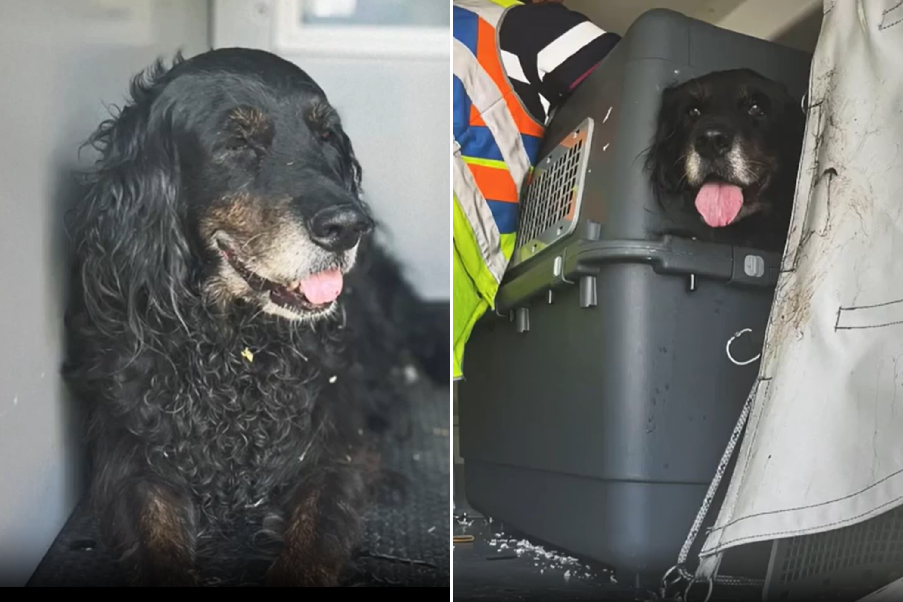 'Stressed' Dog in Cargo Hold of Plane Loses Teeth as It Chews Through ...
