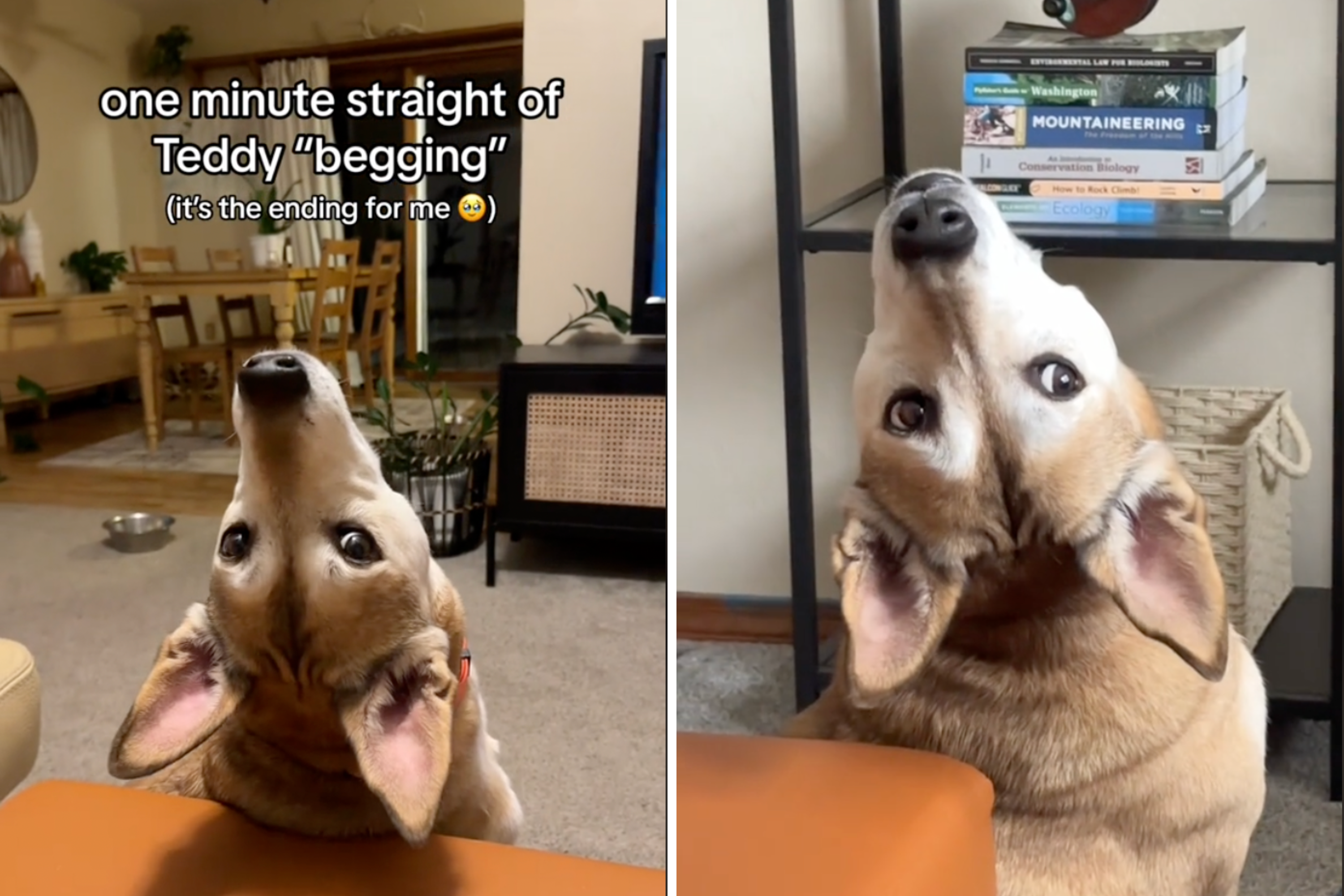 Begging Dog Hell In A Handbag | Britannica