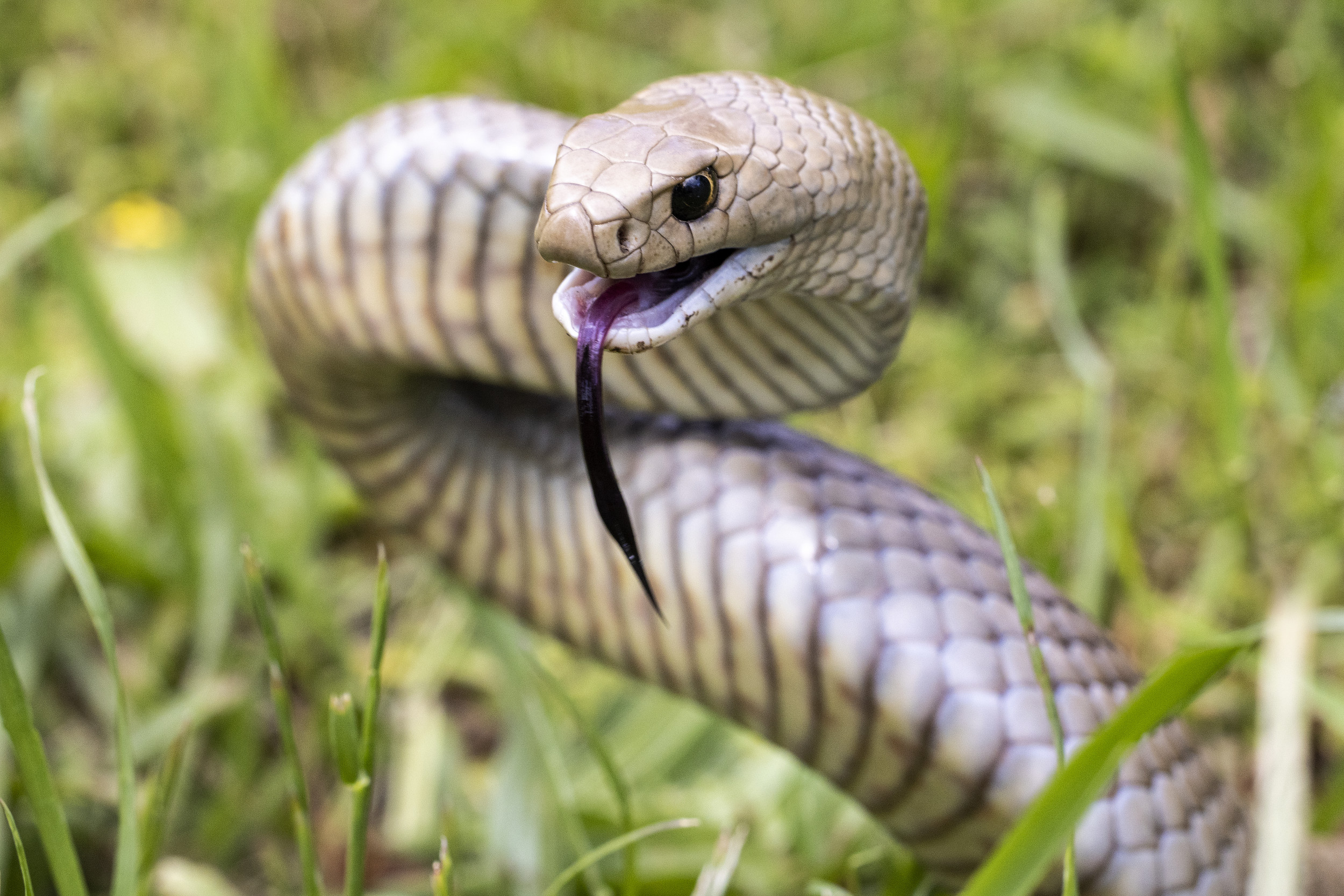 'Very Unusual' Snake Bite Case Sees Venom Only Hit Man 15 Hours Later ...