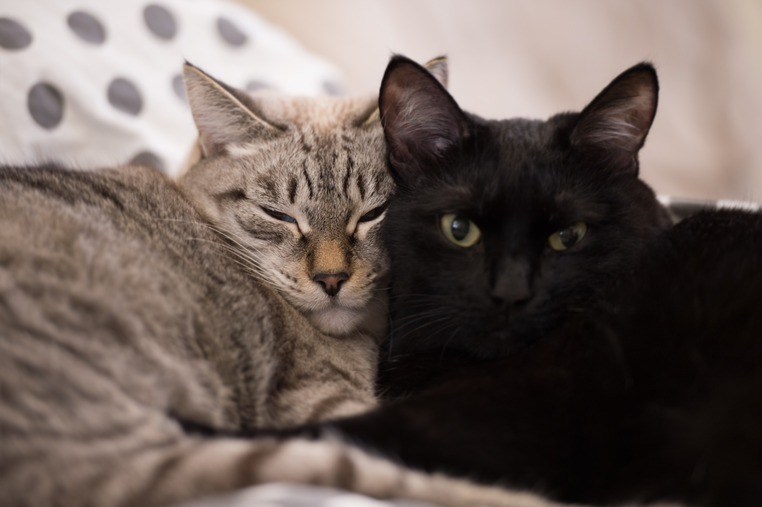 Owner's Video Capturing Why Two Cats Are Better Than One Goes Viral ...