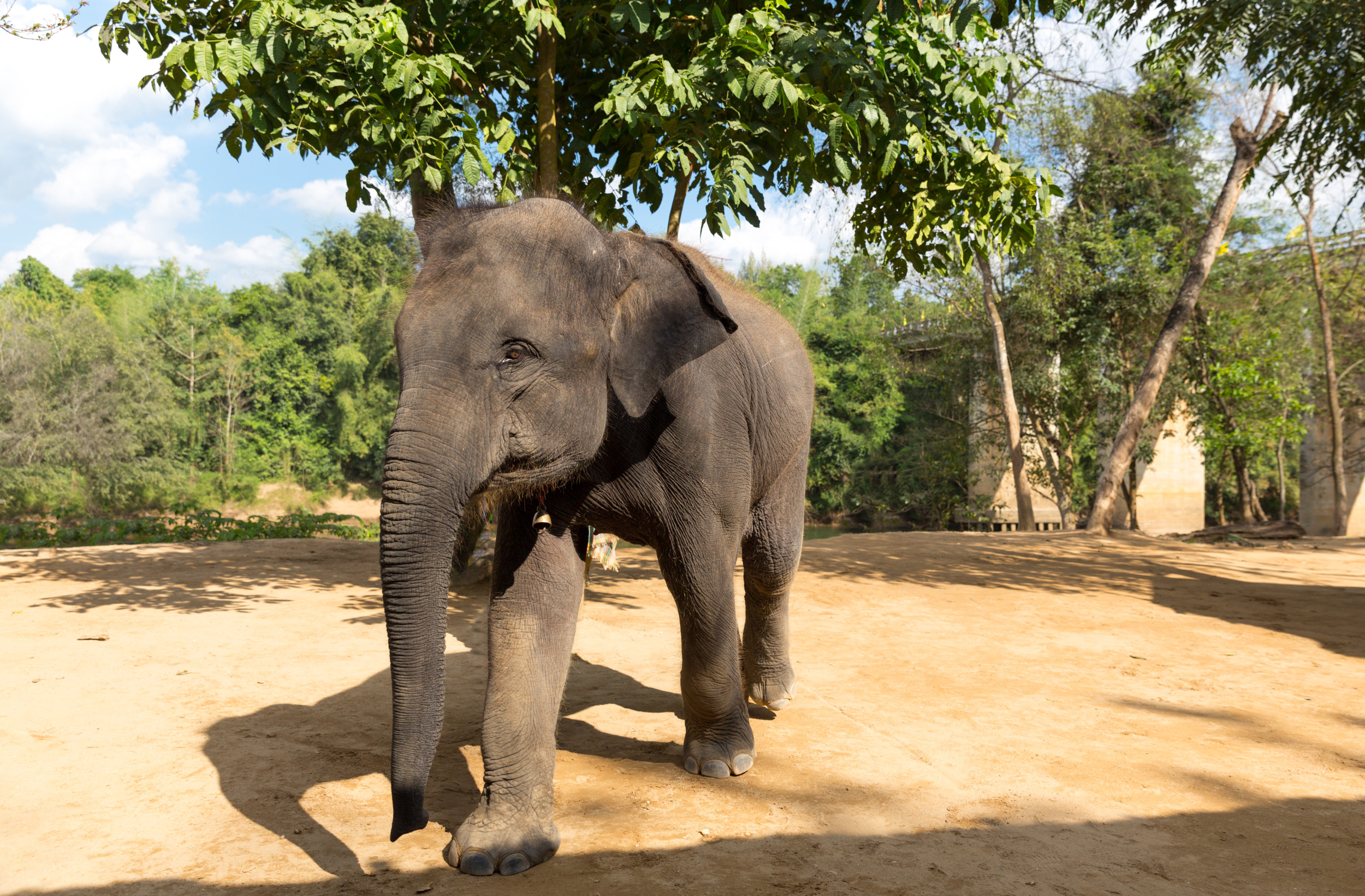 Moment Rescued Elephant Enjoys First Walk Without Chains After 41 Years ...