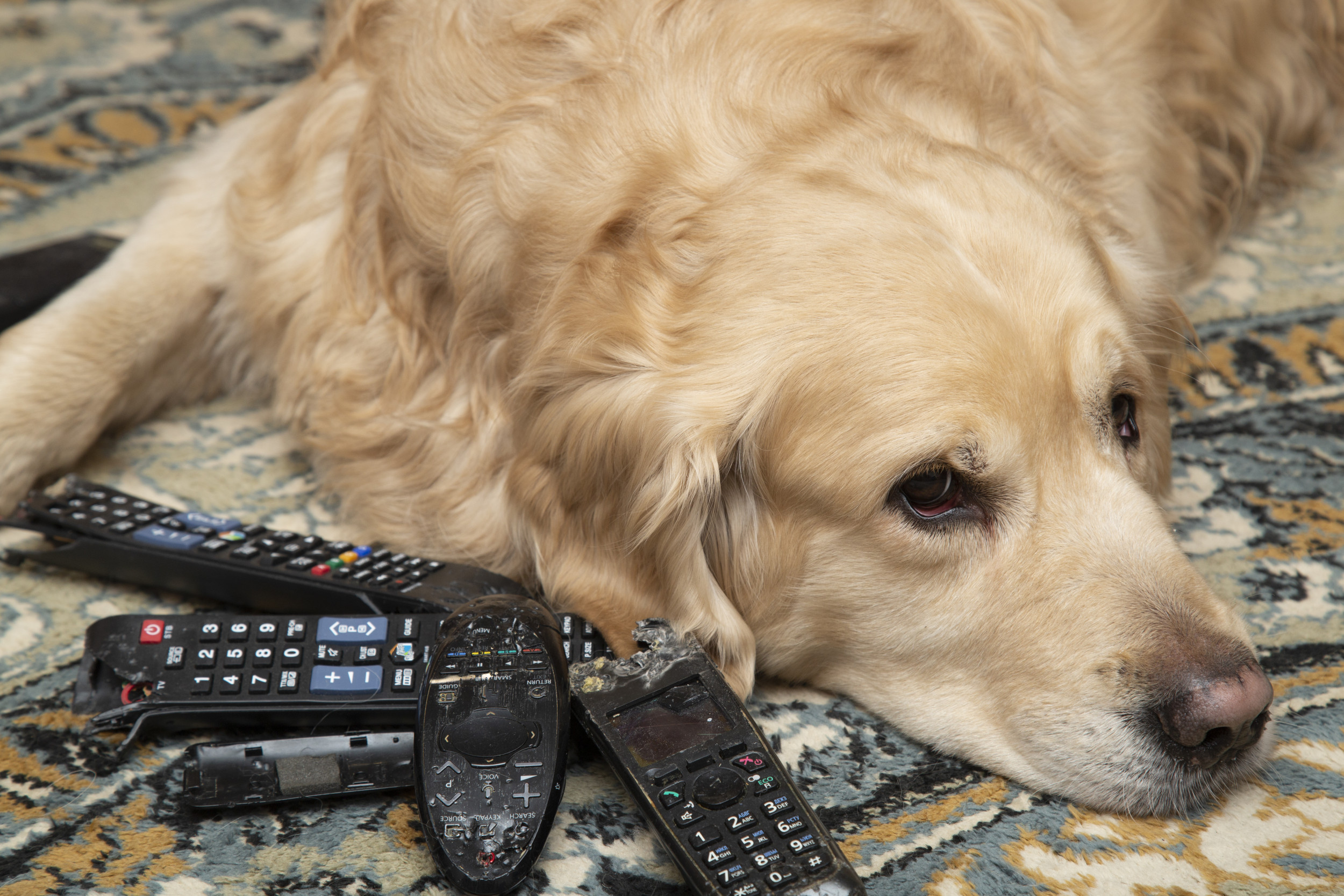 Owner Tries To Find Which Dog Destroyed Remote—Might Have a Culprit ...