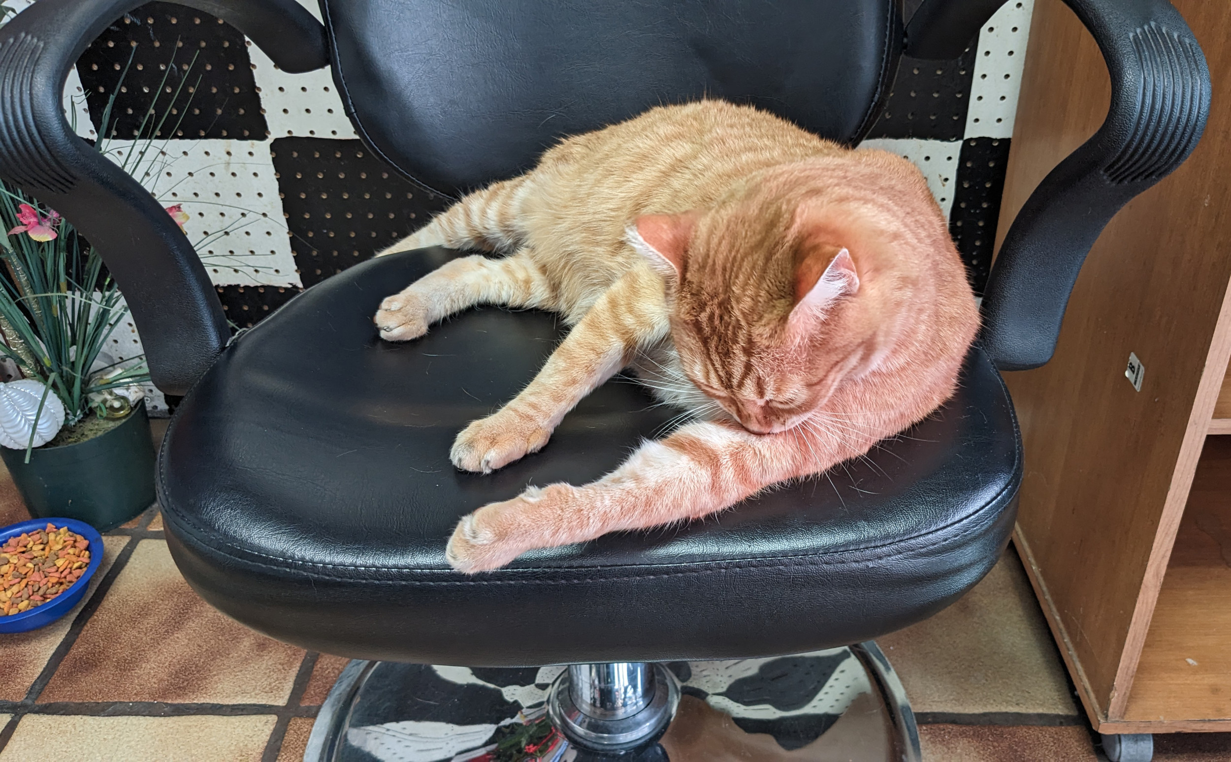 Student Pulls 'All-Nighter' for Morning Exam, Cat's Response Melts ...