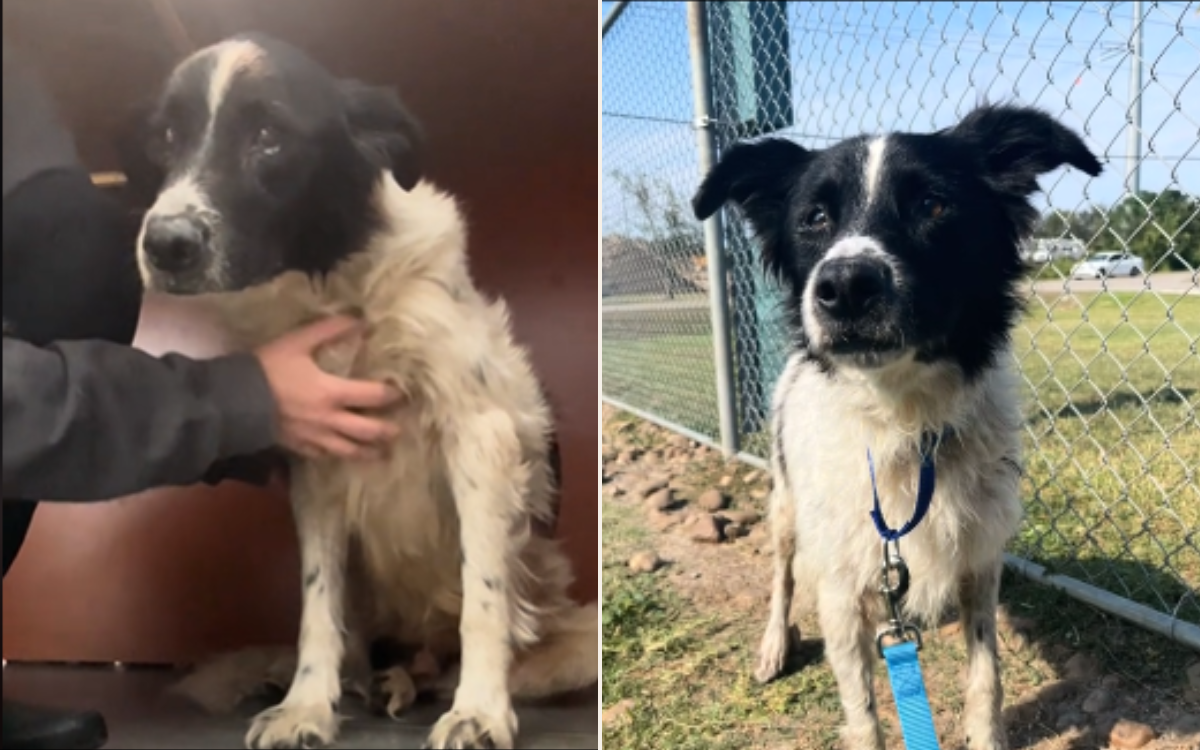 Tears for Senior Blind Shelter Dog With 'So Much Love Left To Give ...