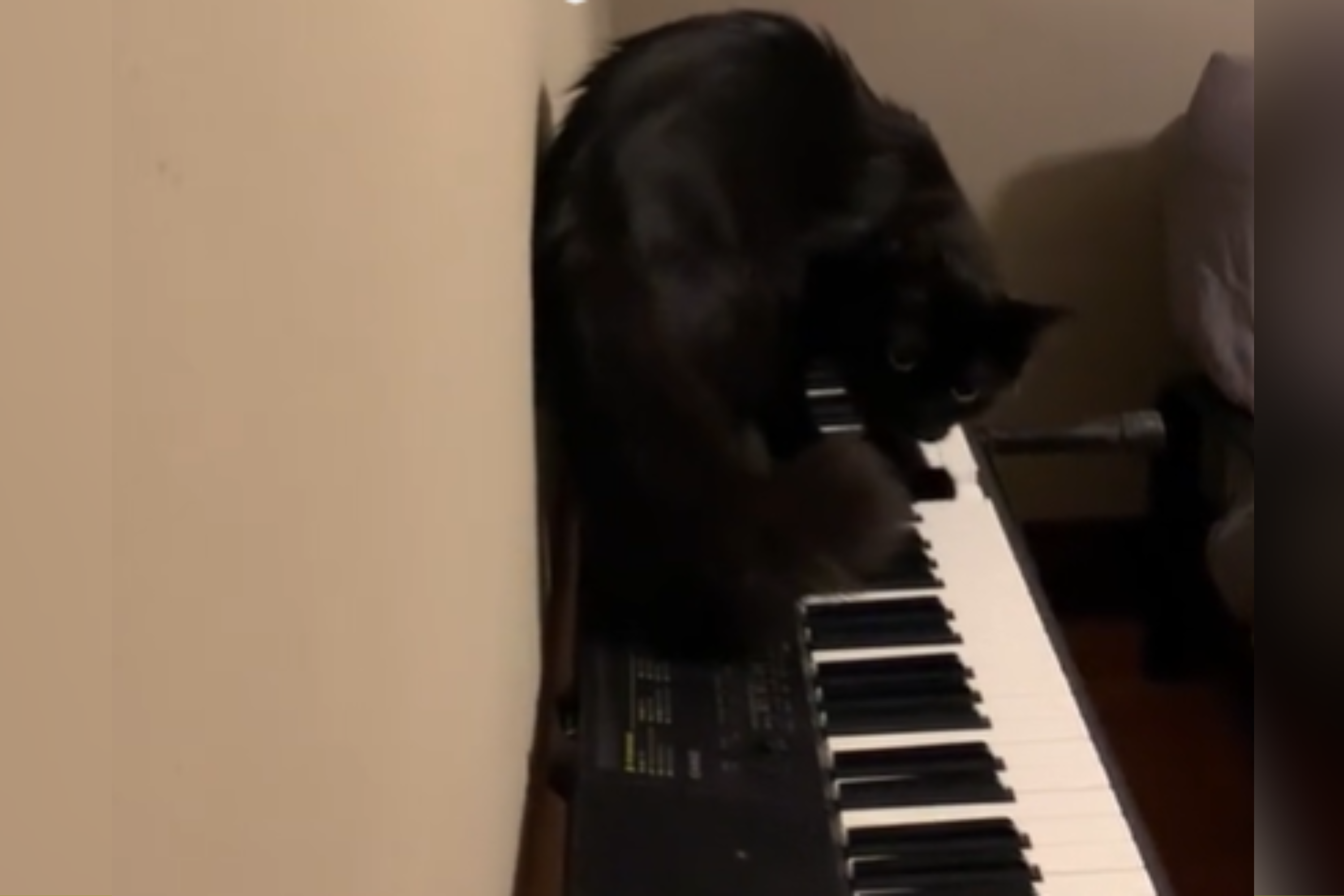 Woman Wakes to Strange Noise, Finds Cat 'Practicing for His Next Gig ...