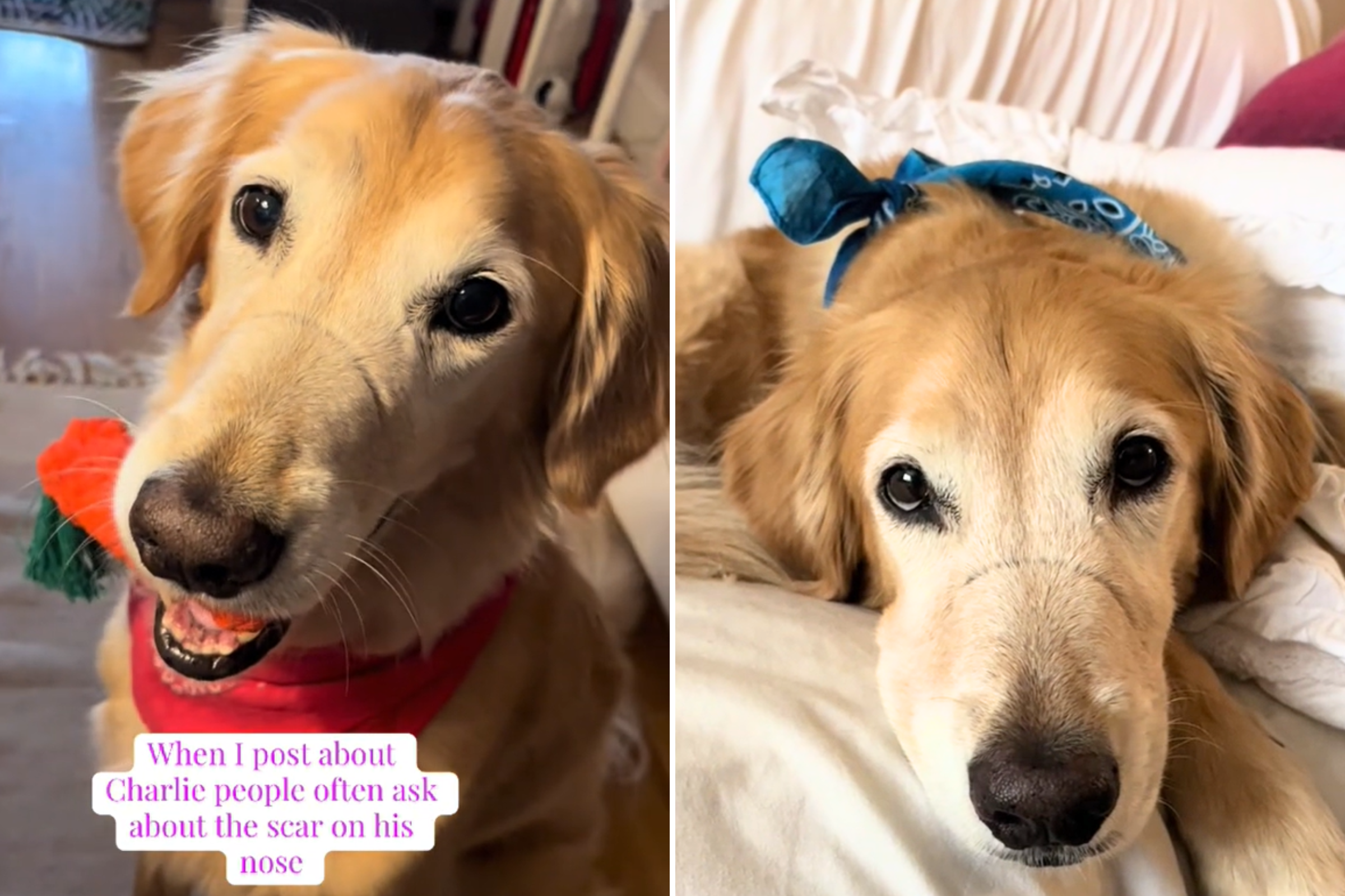 How a Dog's Scar From Neglect Became a 'Love Line' After Adoption ...