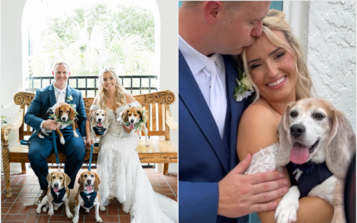 Dogs Getting Married