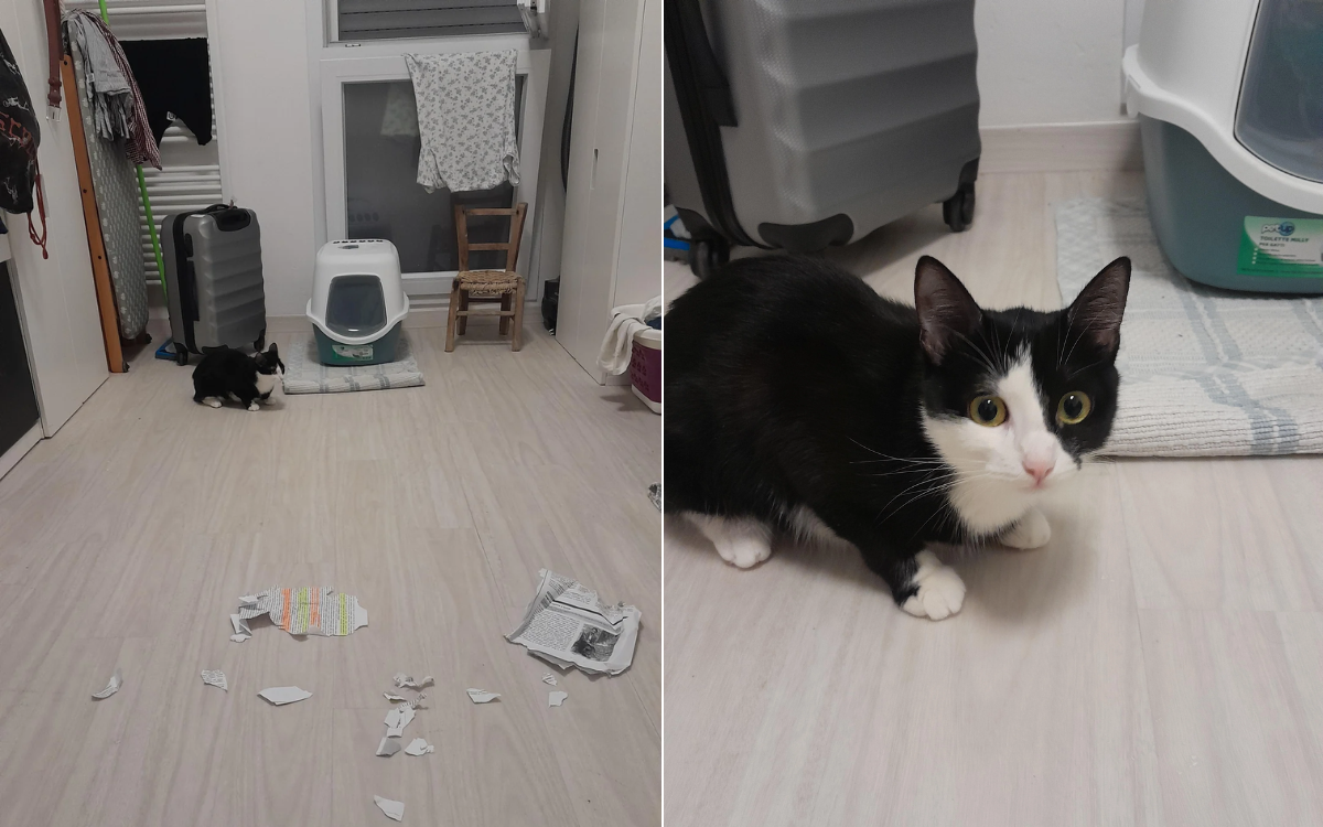 Student Forced To Explain to Teacher After Rescue Cat Eats His Homework ...