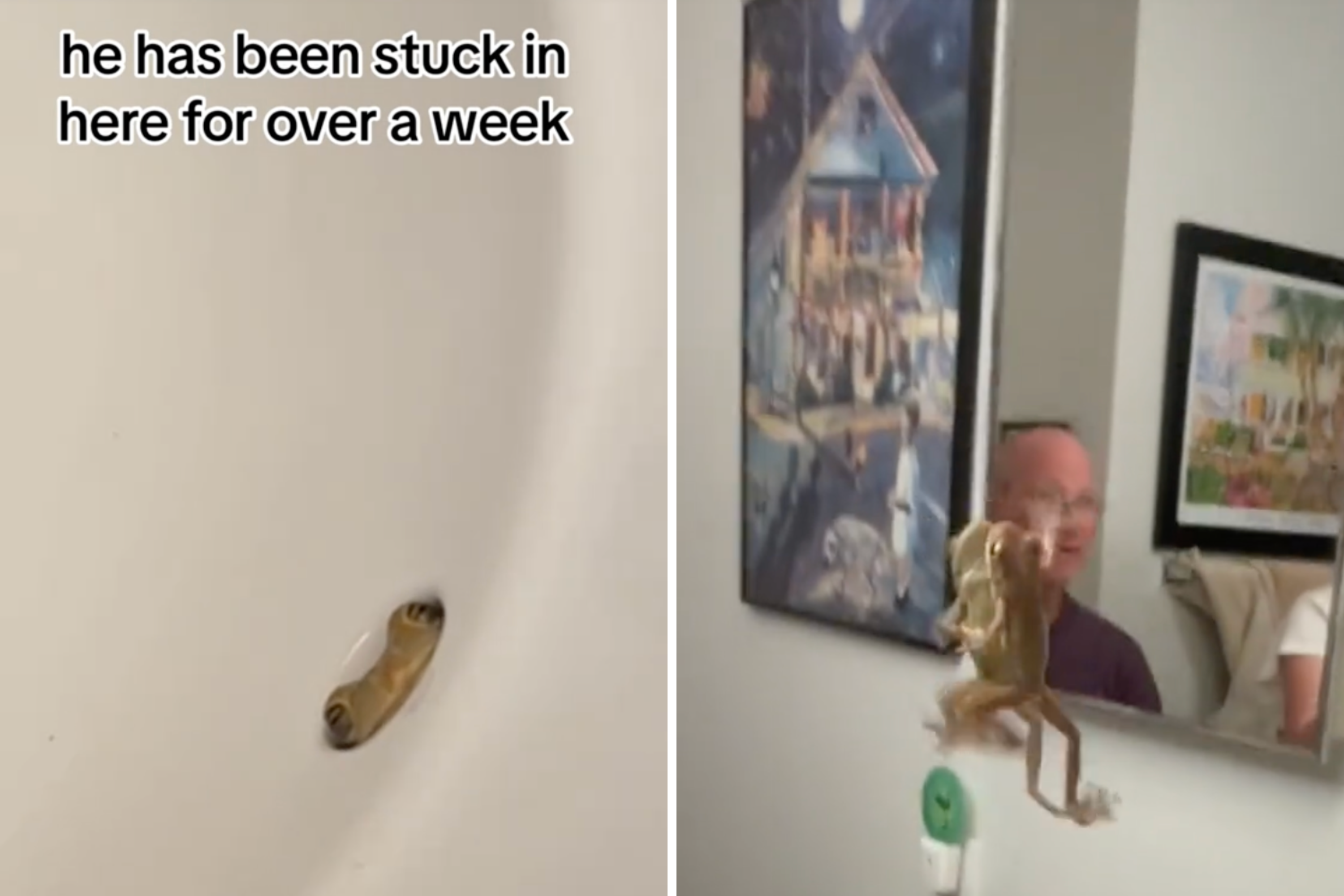 Couple Finds Frog Stuck in Sink, Unprepared for What Happens Next ...