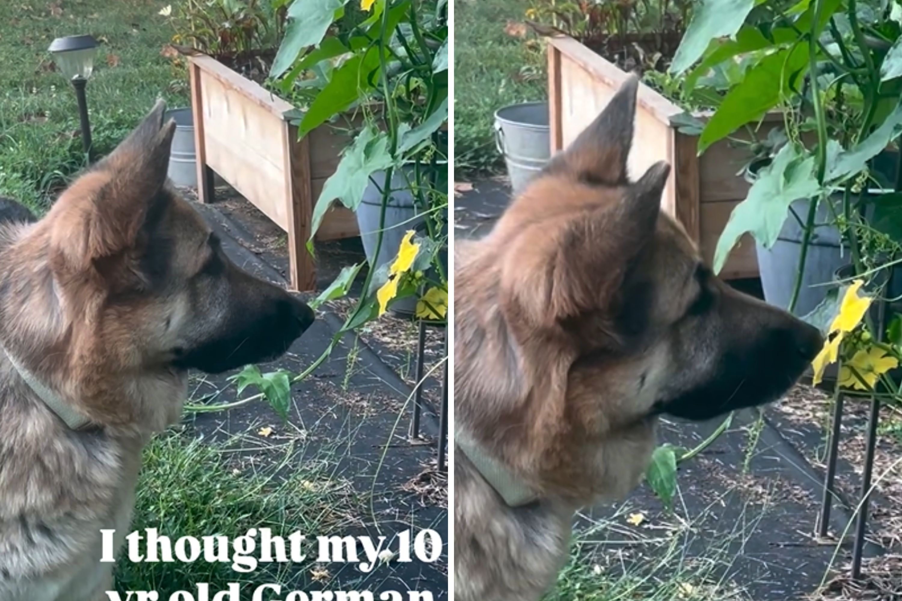 Owner Tries to Films Cute Video of German Shepherd and Bee, It ...