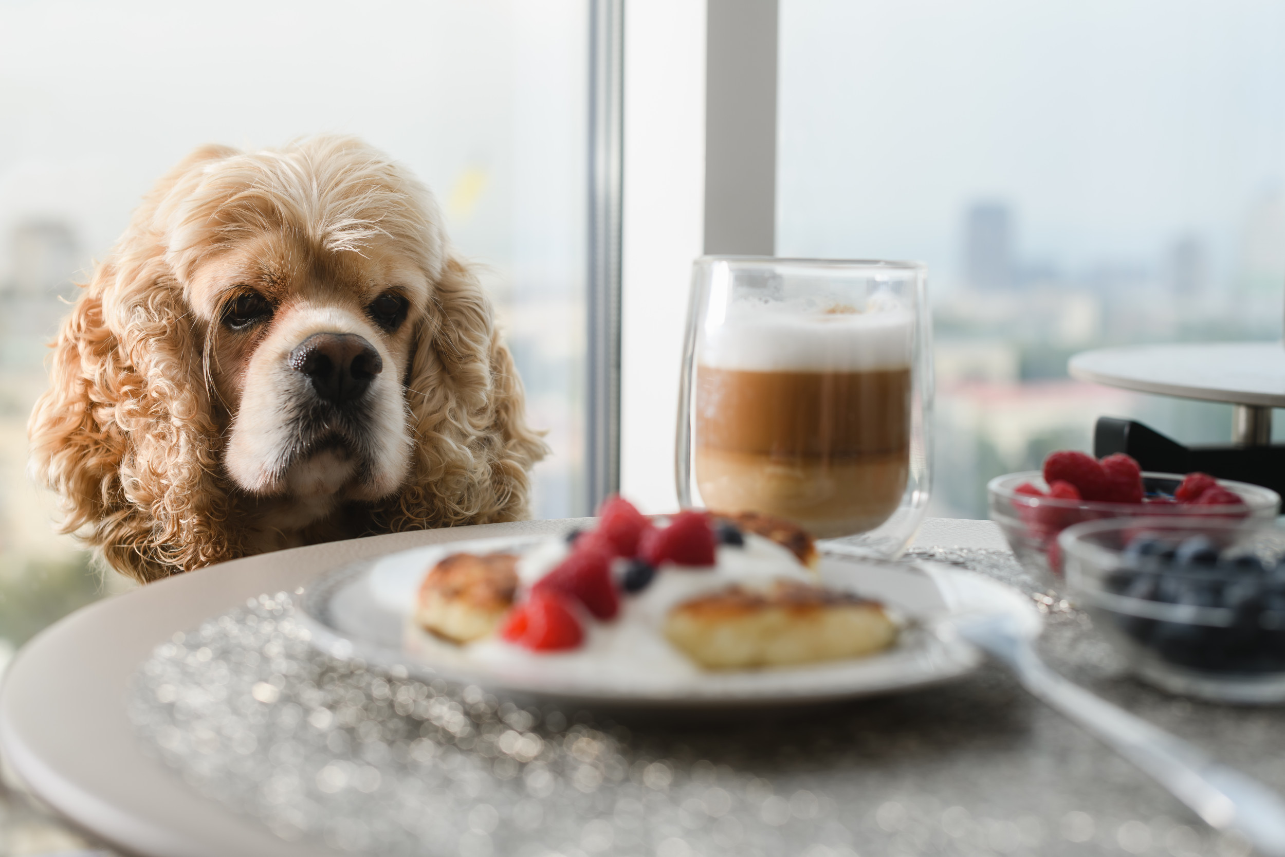 Here's Why You Should Always Include Your Dog When Hosting a Dinner ...