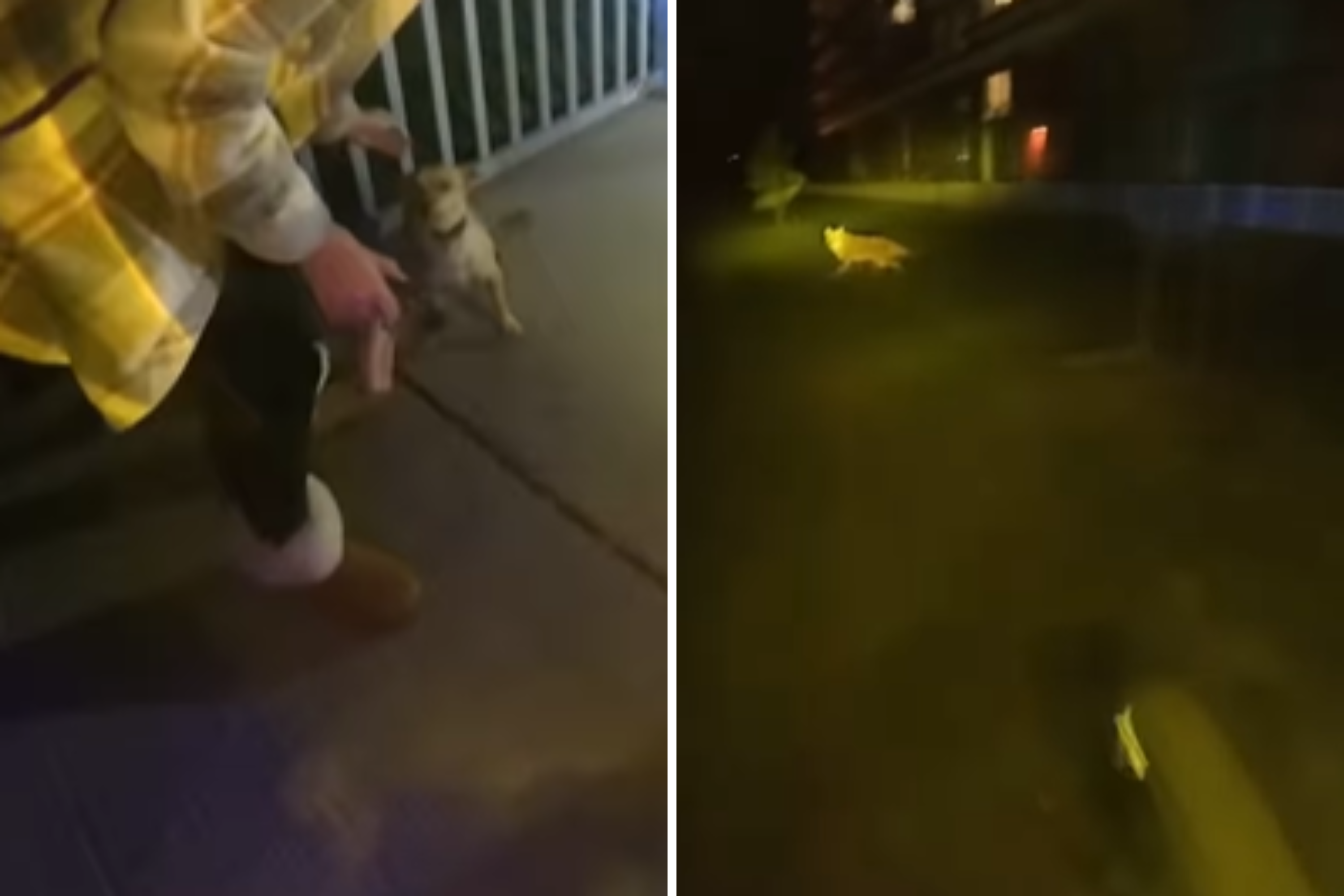 Woman and Dog Attacked by Coyote Saved by Biker Who Heard Her Screams ...