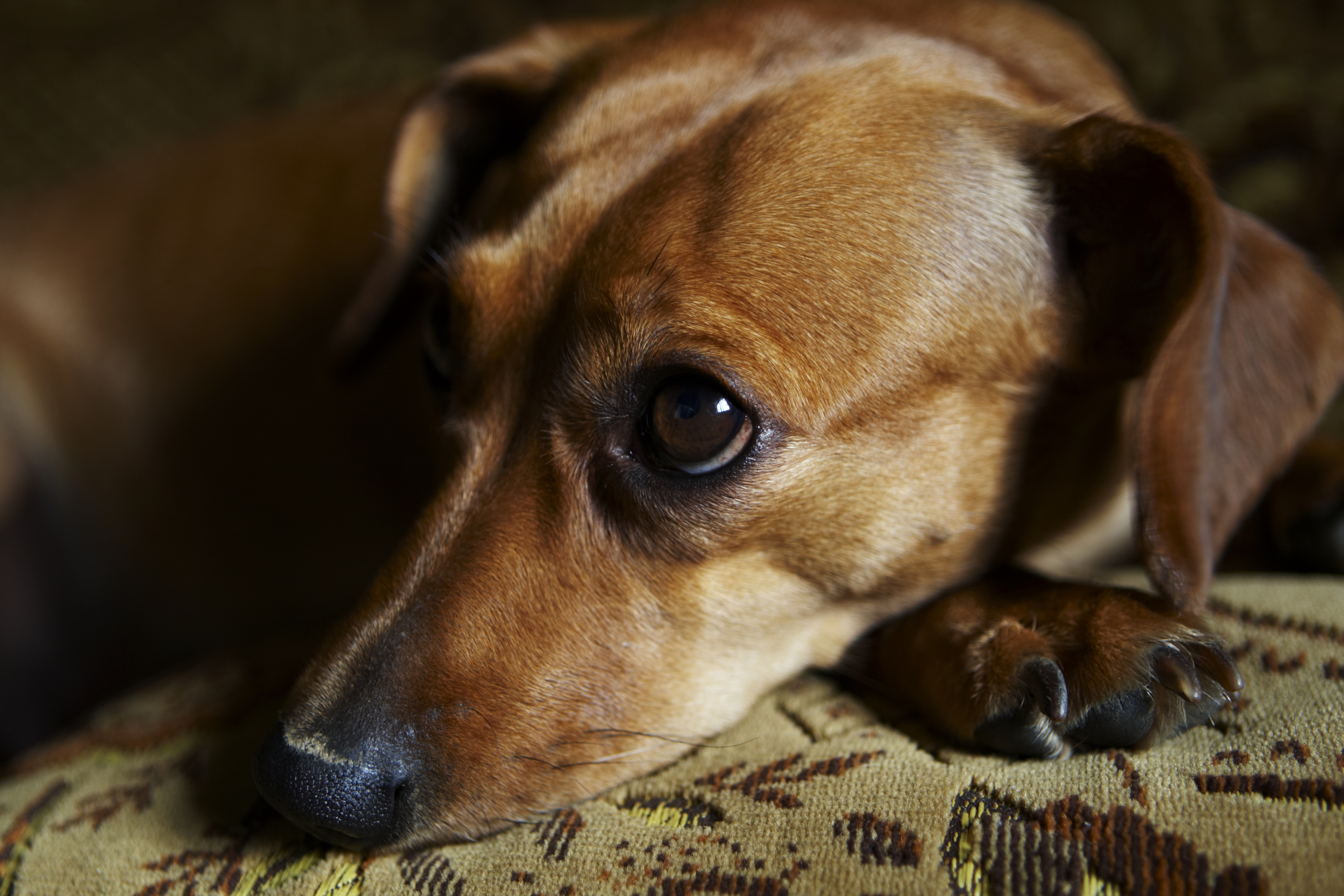 Sad Dog How Your Smartphone Obsession Is Making Your Dog Sad – Dog