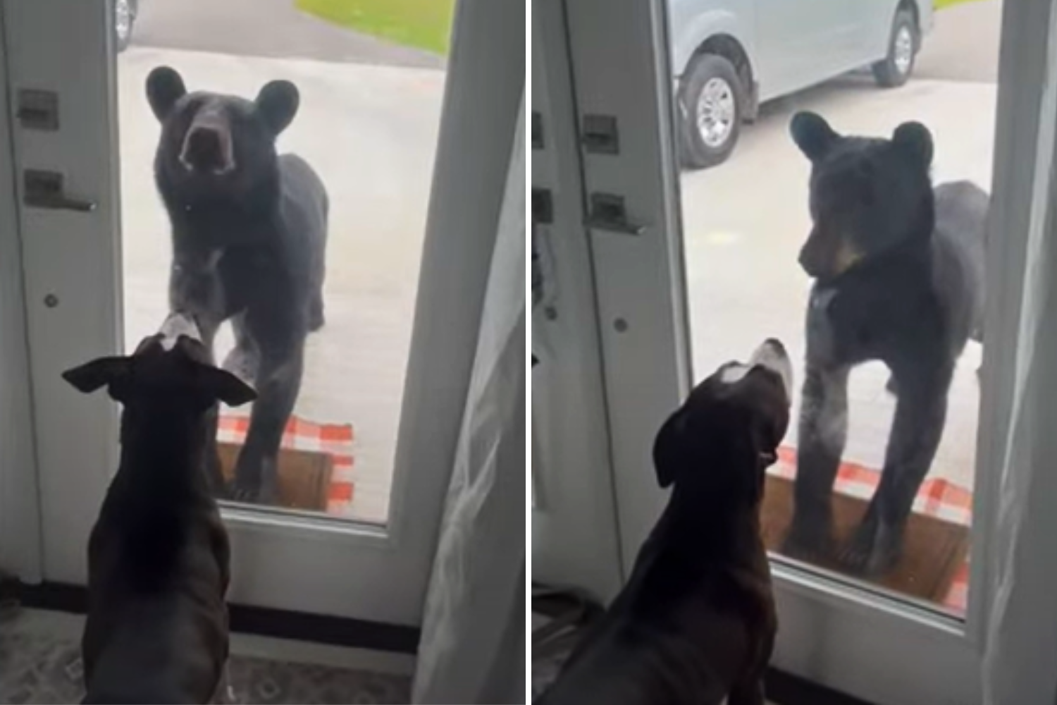 'Heart-Stopping' Moment Dog and Black Bear Have Standoff in Florida ...