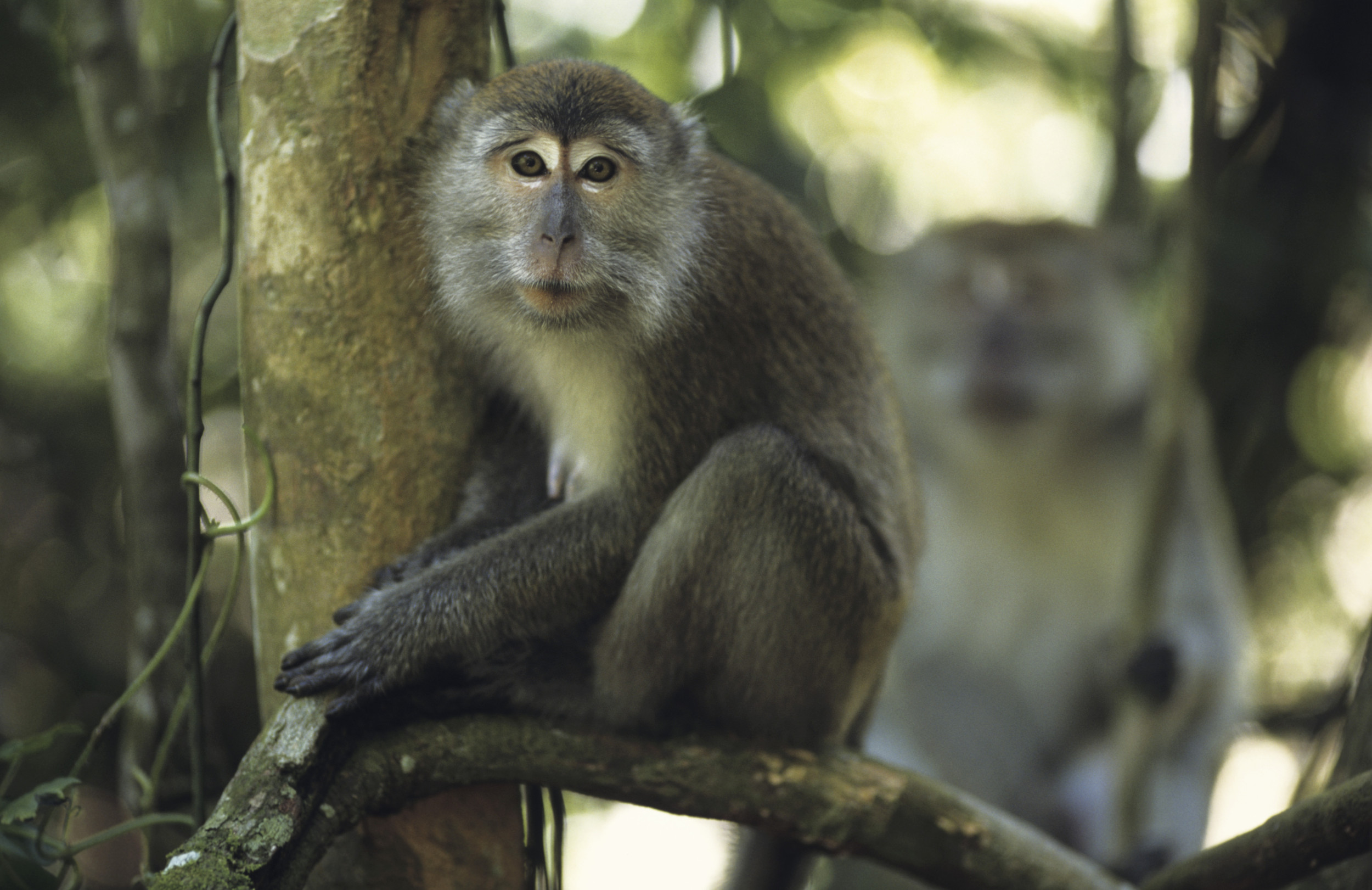 40 Test Monkeys on the Loose in South Carolina Trigger Police Search ...
