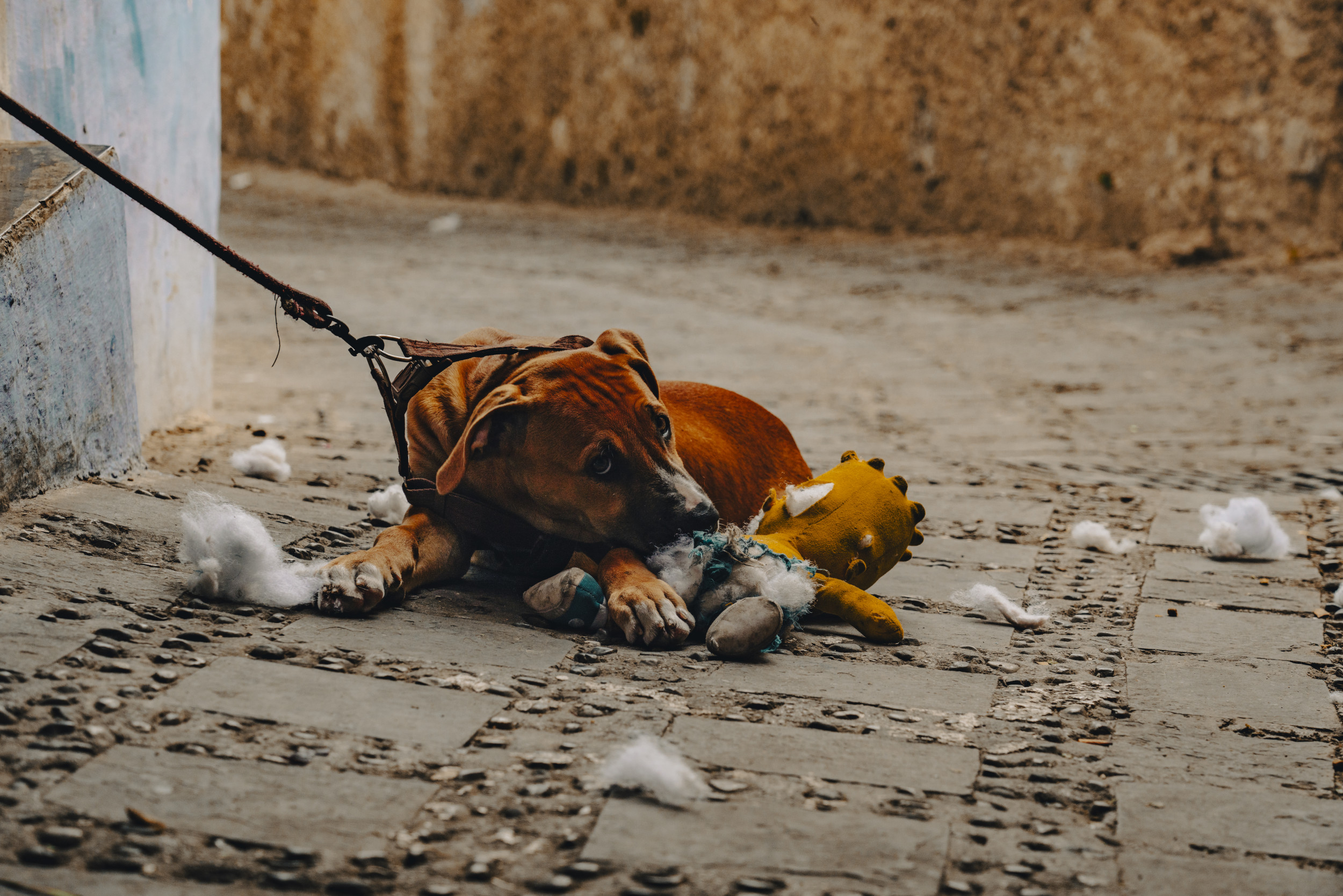 Dog Dumped on Streets With Nothing but 'His Stuffy' in Heartbreaking ...