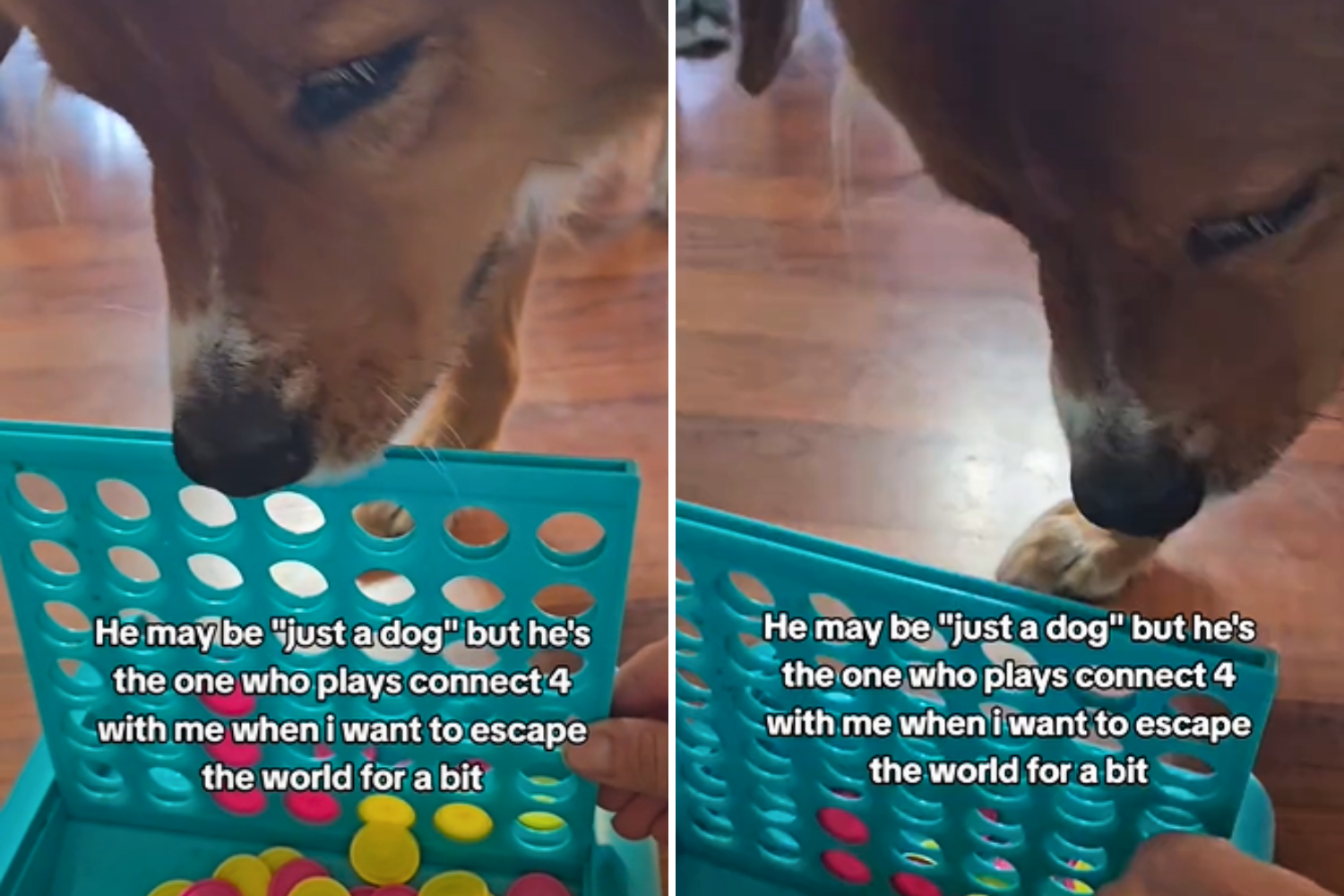 No One Can Believe Dog Who Plays Connect 4 With Owner: 'Let Him Win ...