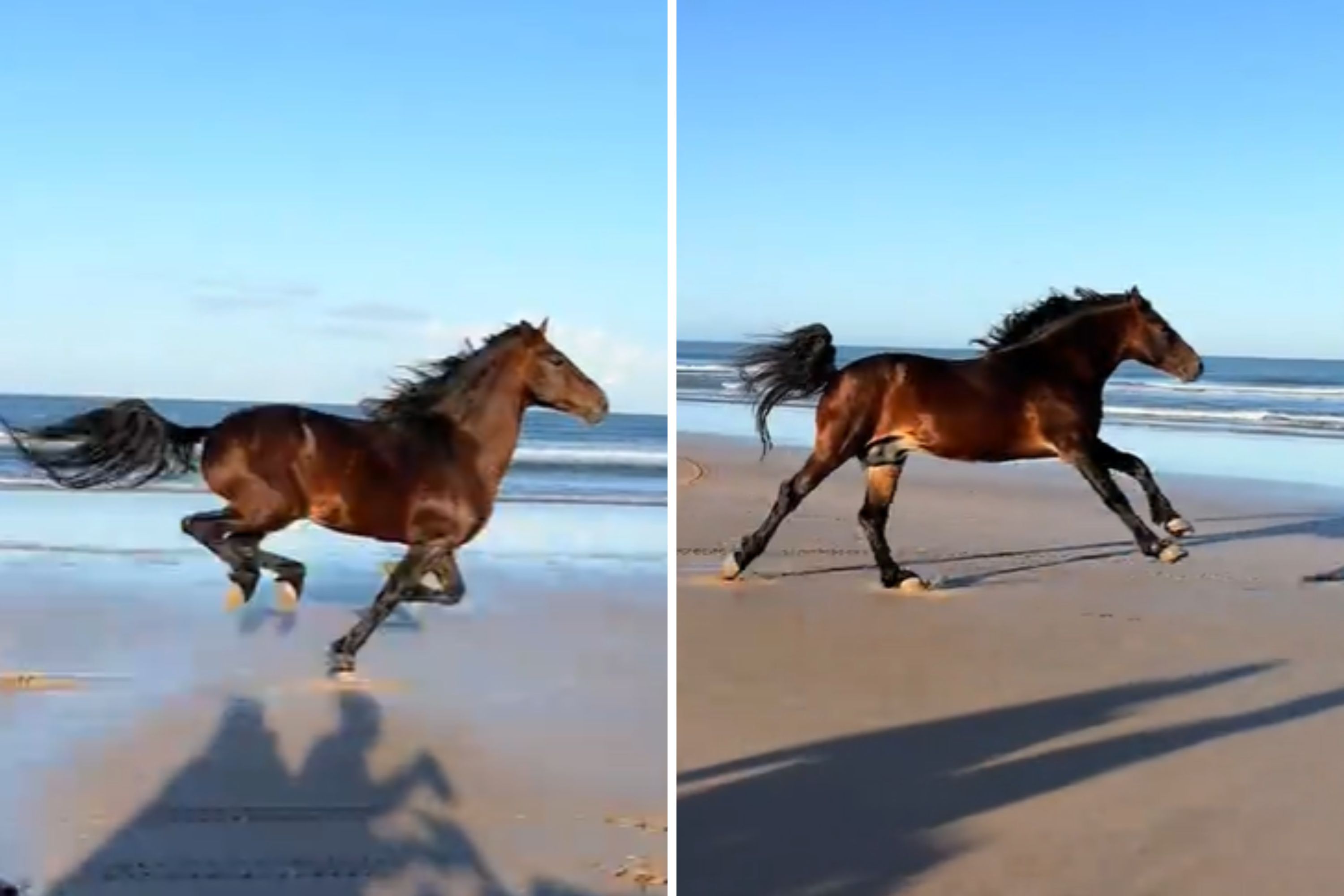 Watch as Rescue Horse Unleashes Full Speed at the Beach: 'Freedom' - Newsweek