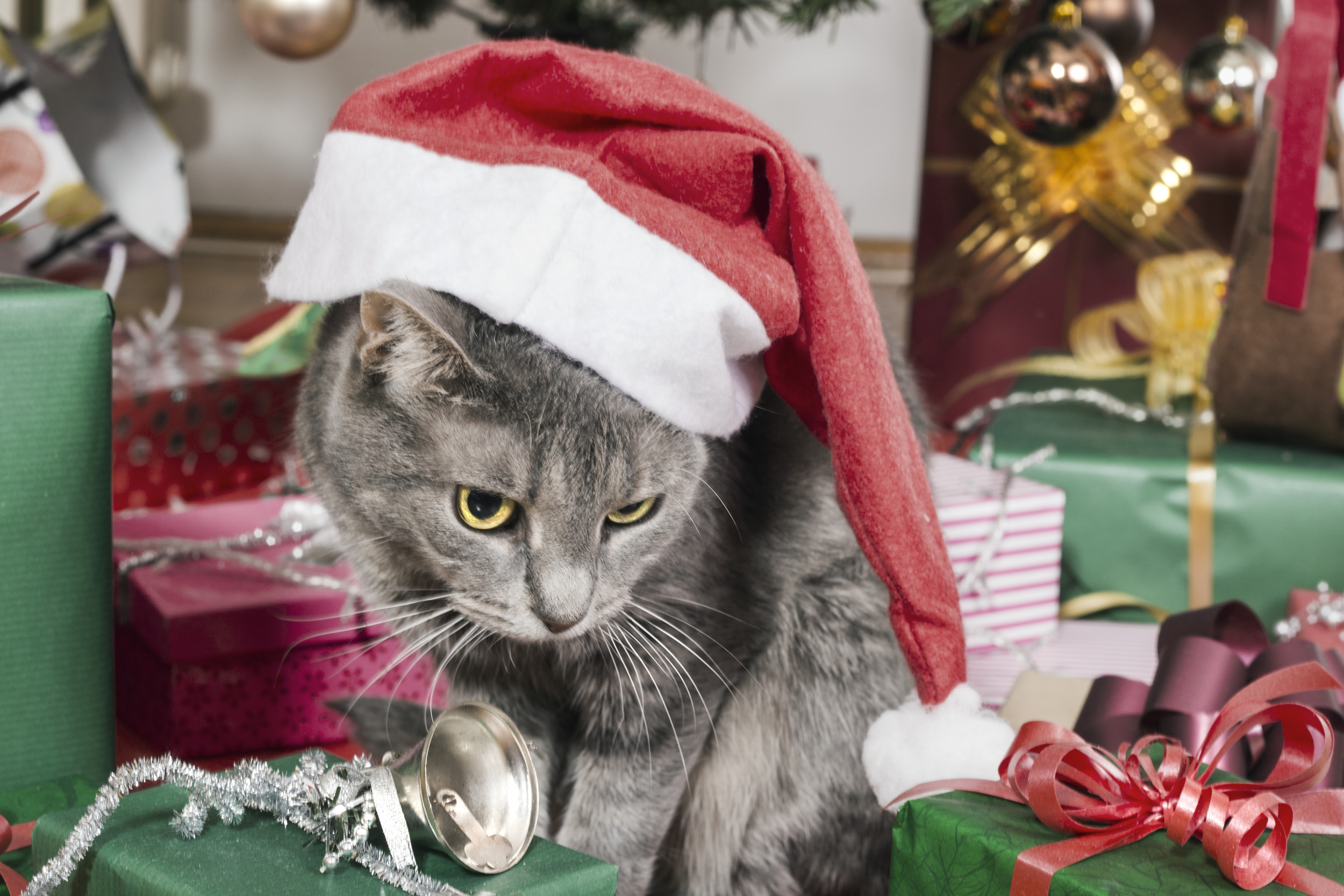 Funny Cat Christmas Picture