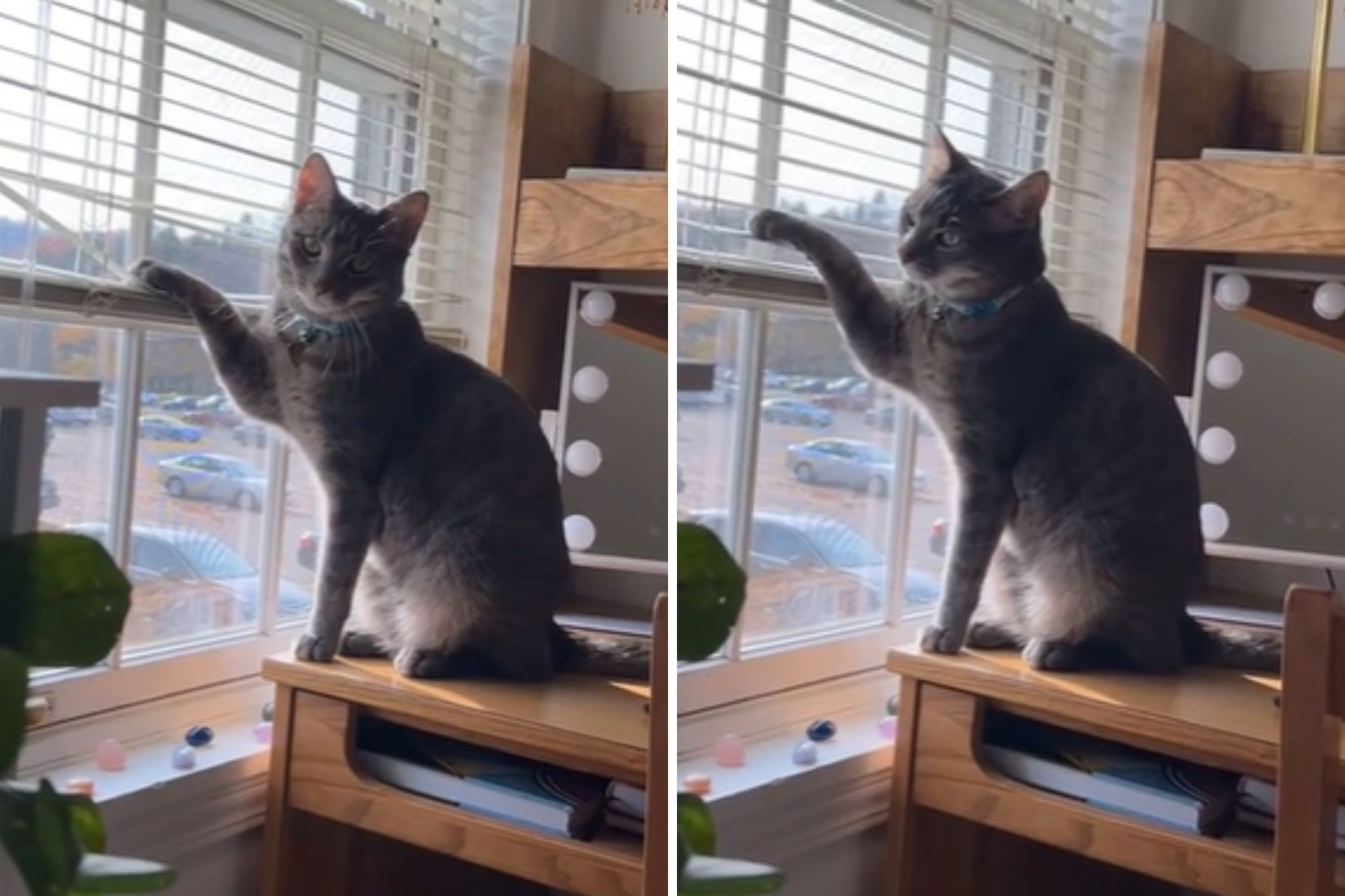 Hysterics Over Cat Testing Owner's Patience: 'Does This Annoy You ...