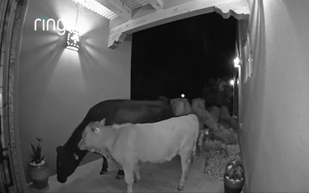 Man Woken By 'Very Loud' Noise, Not Prepared For What Doorbell Cam ...