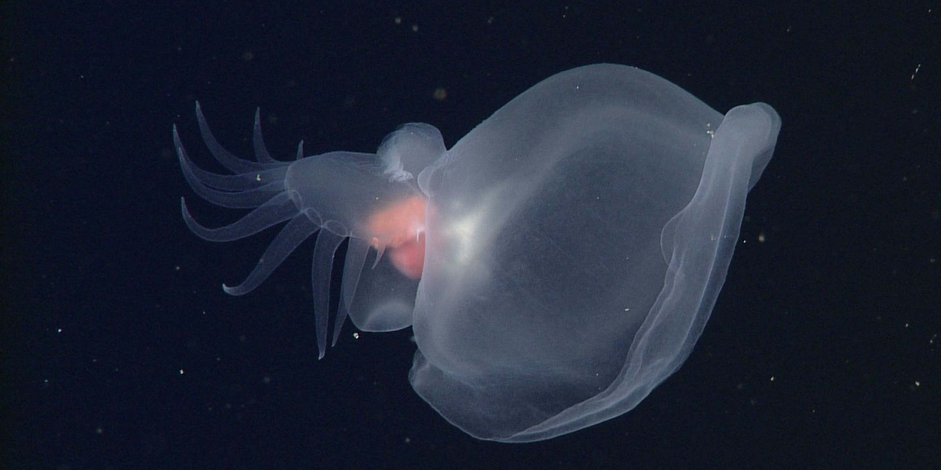 Weird Deep-Sea Mystery Mollusc Revealed in Stunning New Video - Newsweek