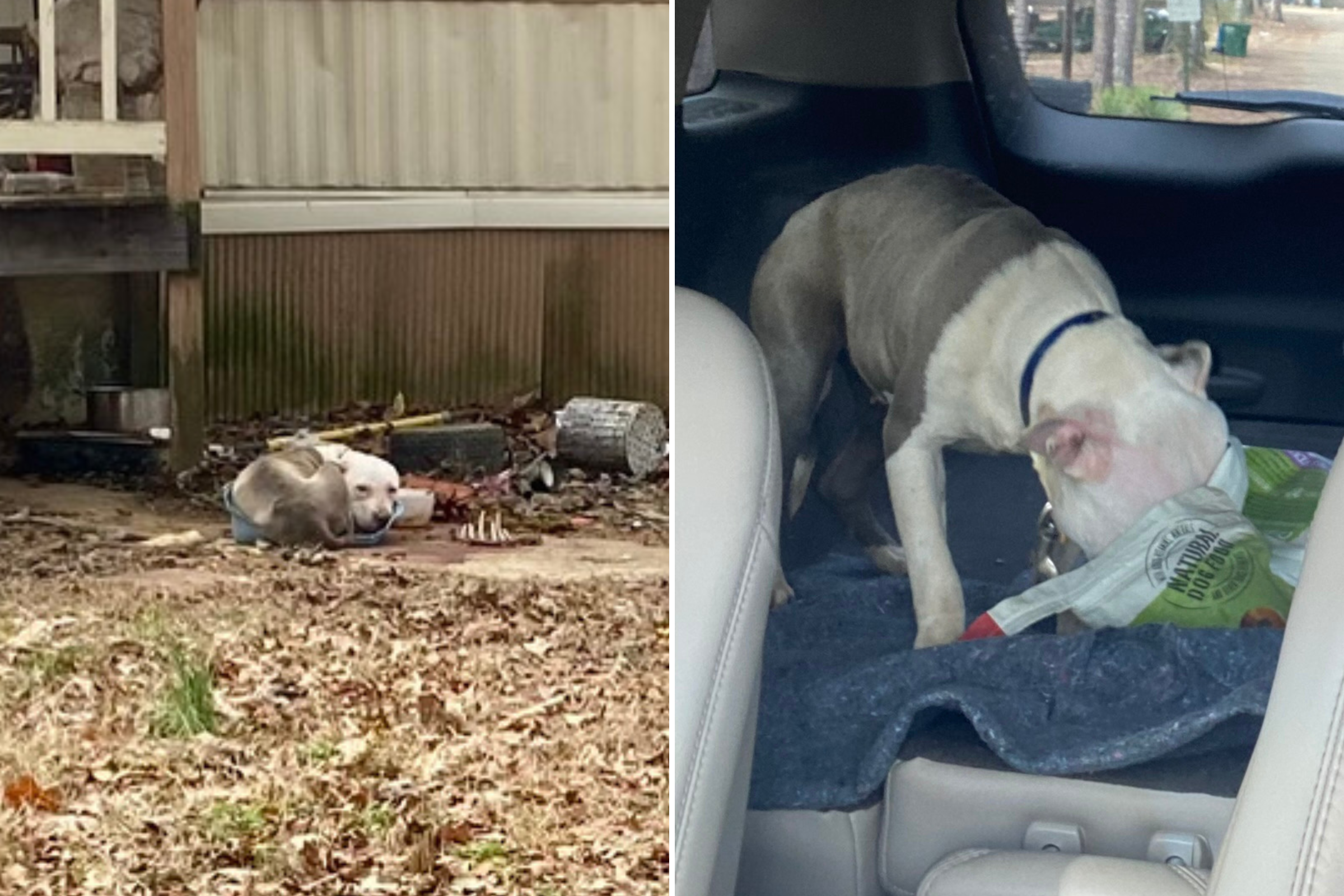 'Starving' Dog Forced To Eat Another To Survive After Both Left Chained ...