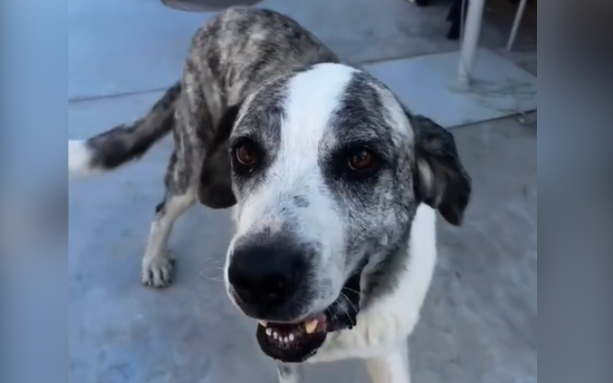 See the Sad Reality of Life for a 'Gentle Giant' Dog in Shelter Over a ...