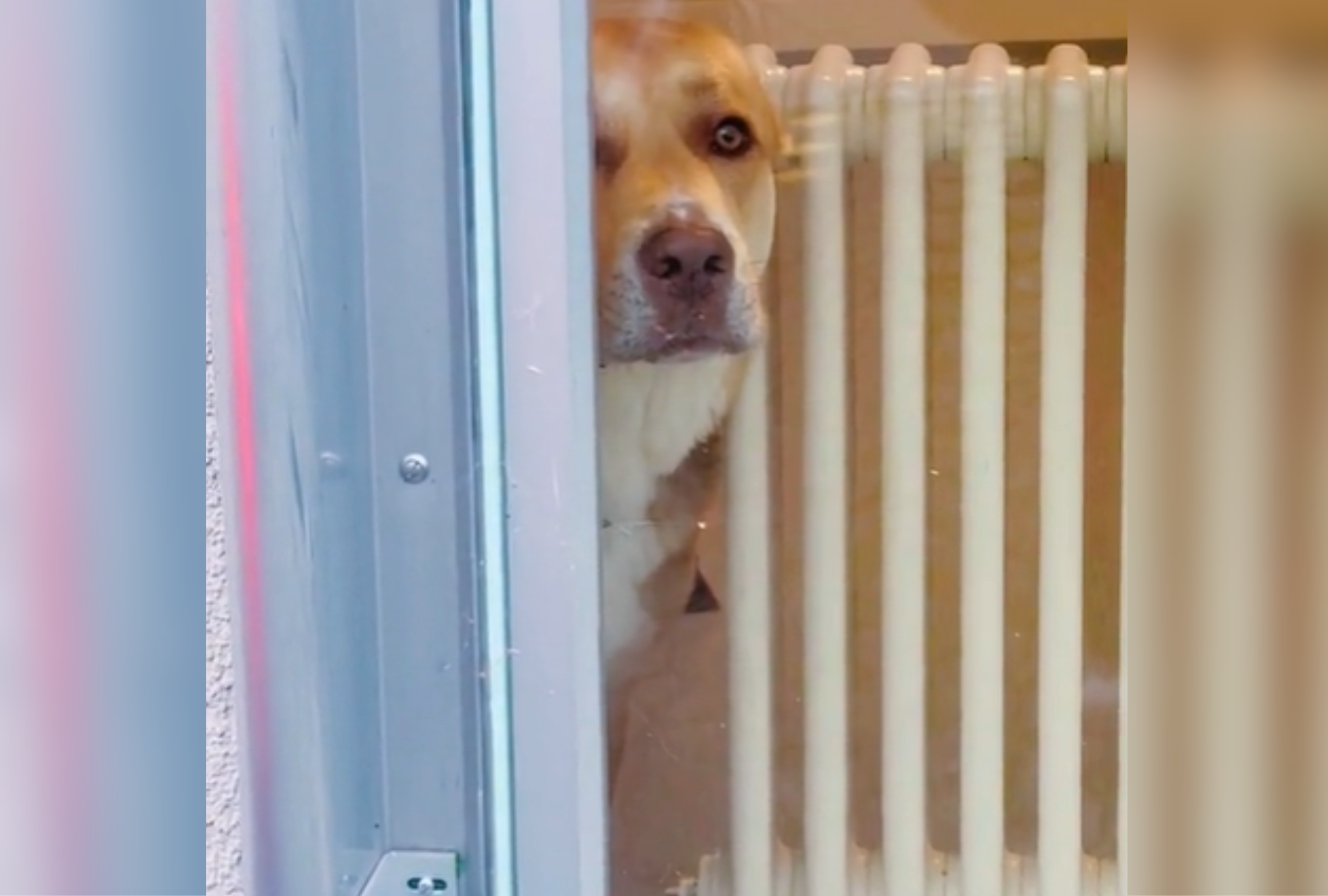Face of Desperate Dog Caught Staring out of Window at Vet's: 'Help Me ...