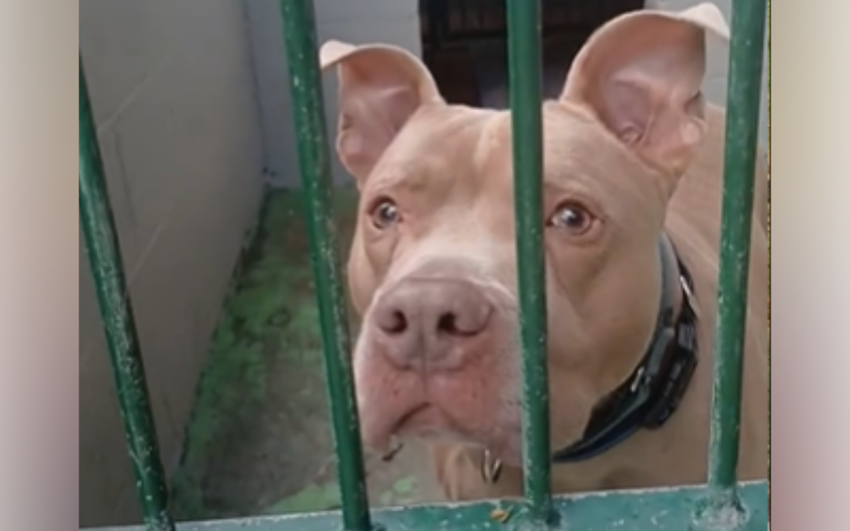 Shelter Dog Struggling With Being Adopted Then Returned: 'Really ...